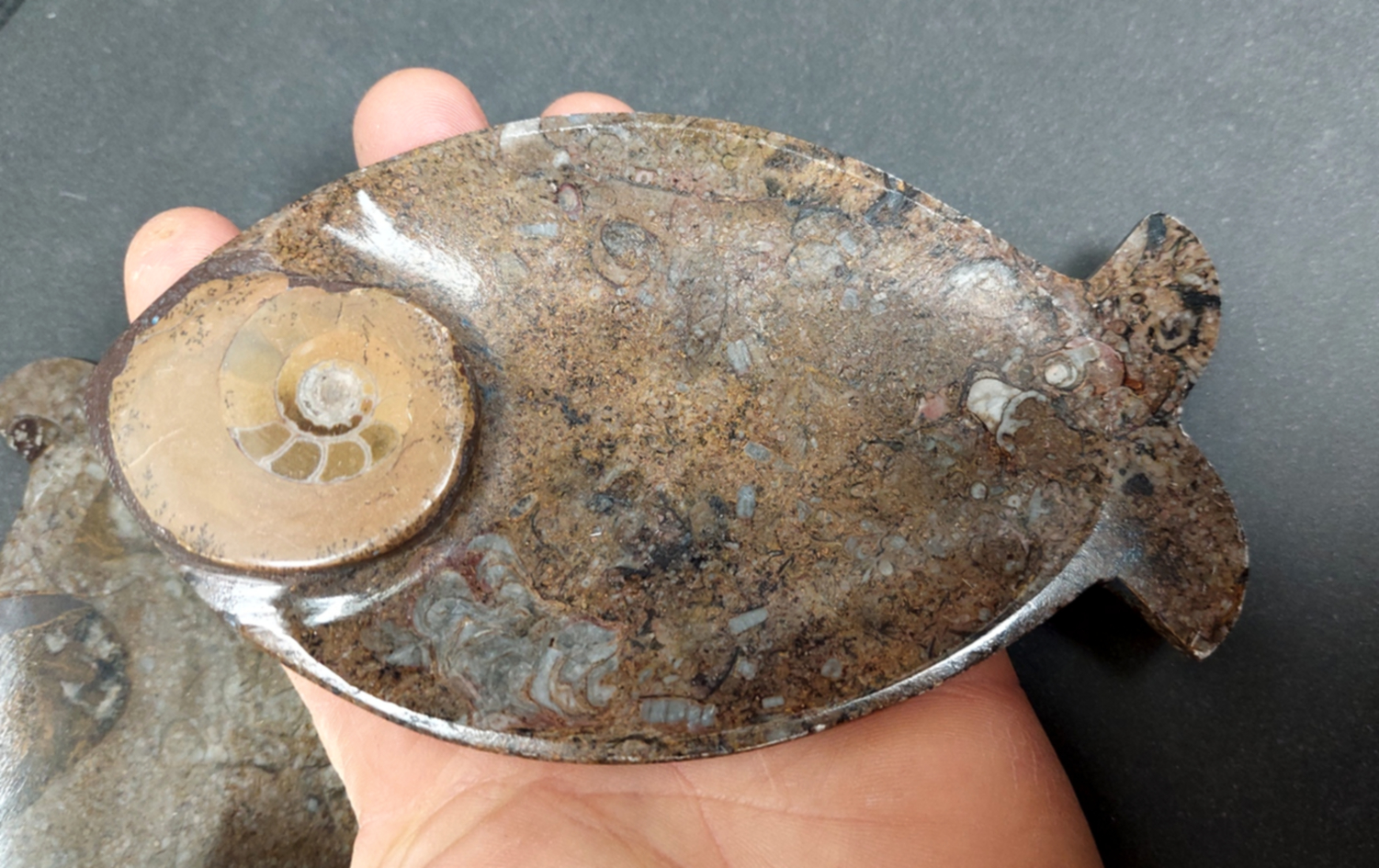 Stengarden.com - Ammoniter och Ortoceratit Fisk Form Fossil skål