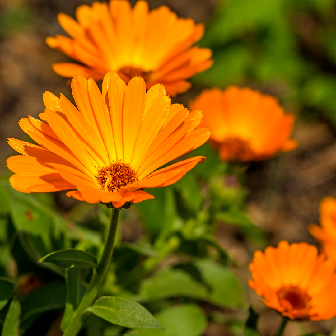 Ringblomma - Orange Profi - Ringblomsolja - Fröbanken