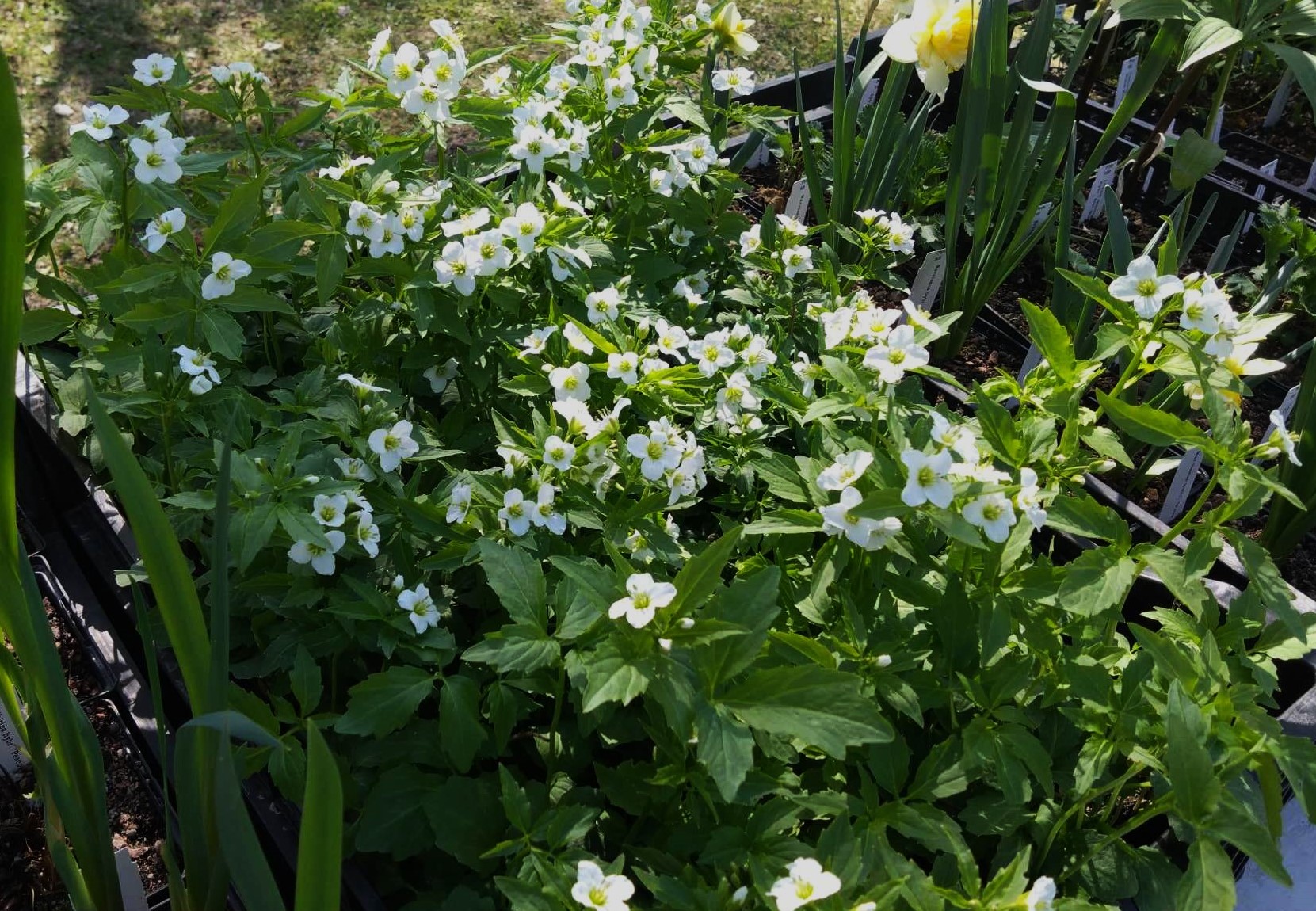 Cardamine waldsteinii - Spezialplant.nu