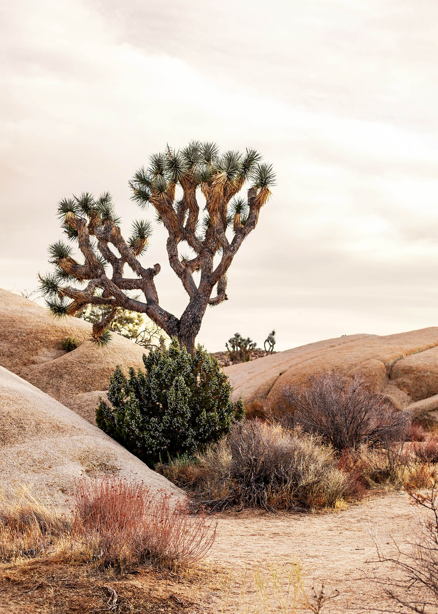 Photo Art with photography of Joshua Tree - Joshua Tree Desert ...