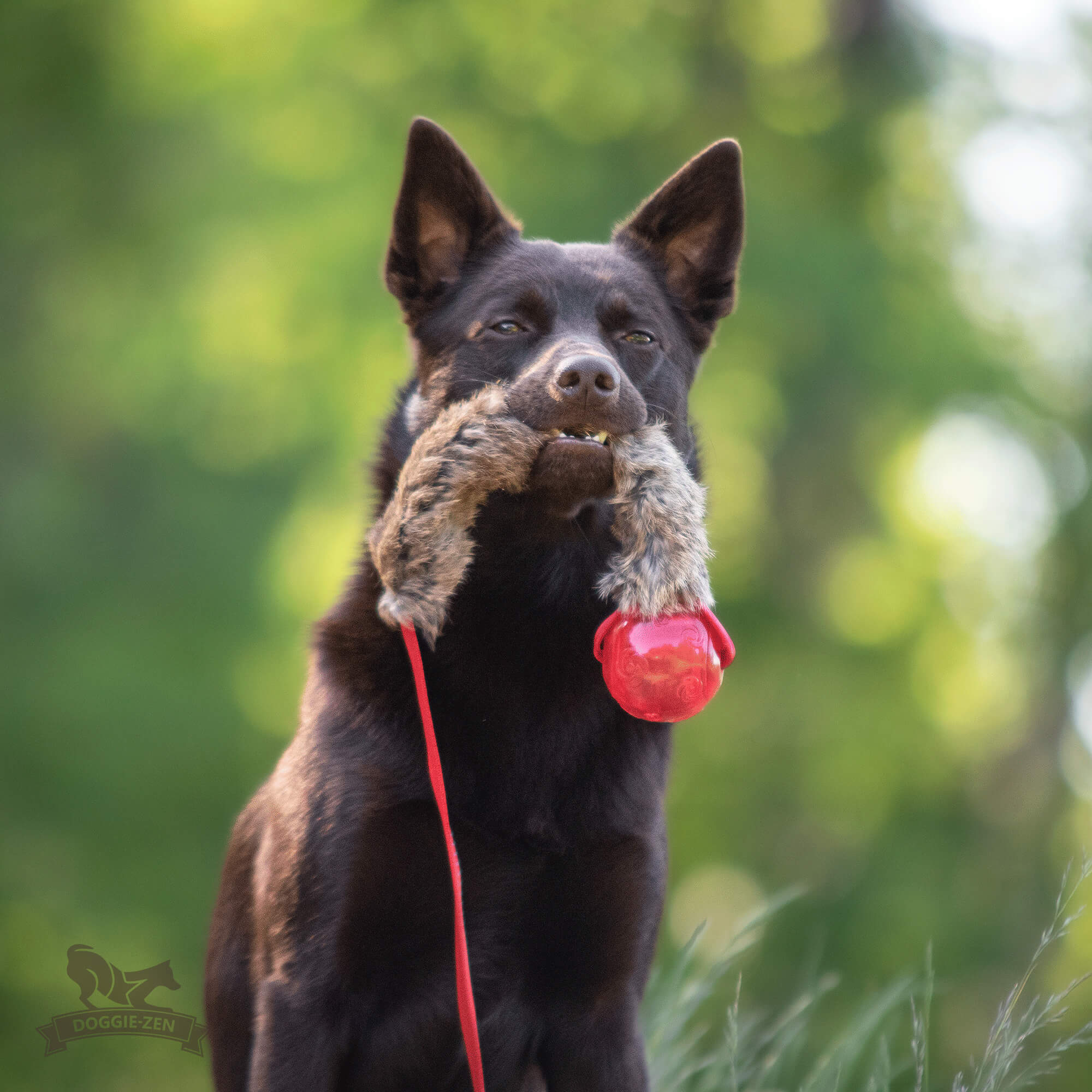 Bungee Rabbit Chaser Tug L with KONG Squeezz Ball - Doggie-Zen