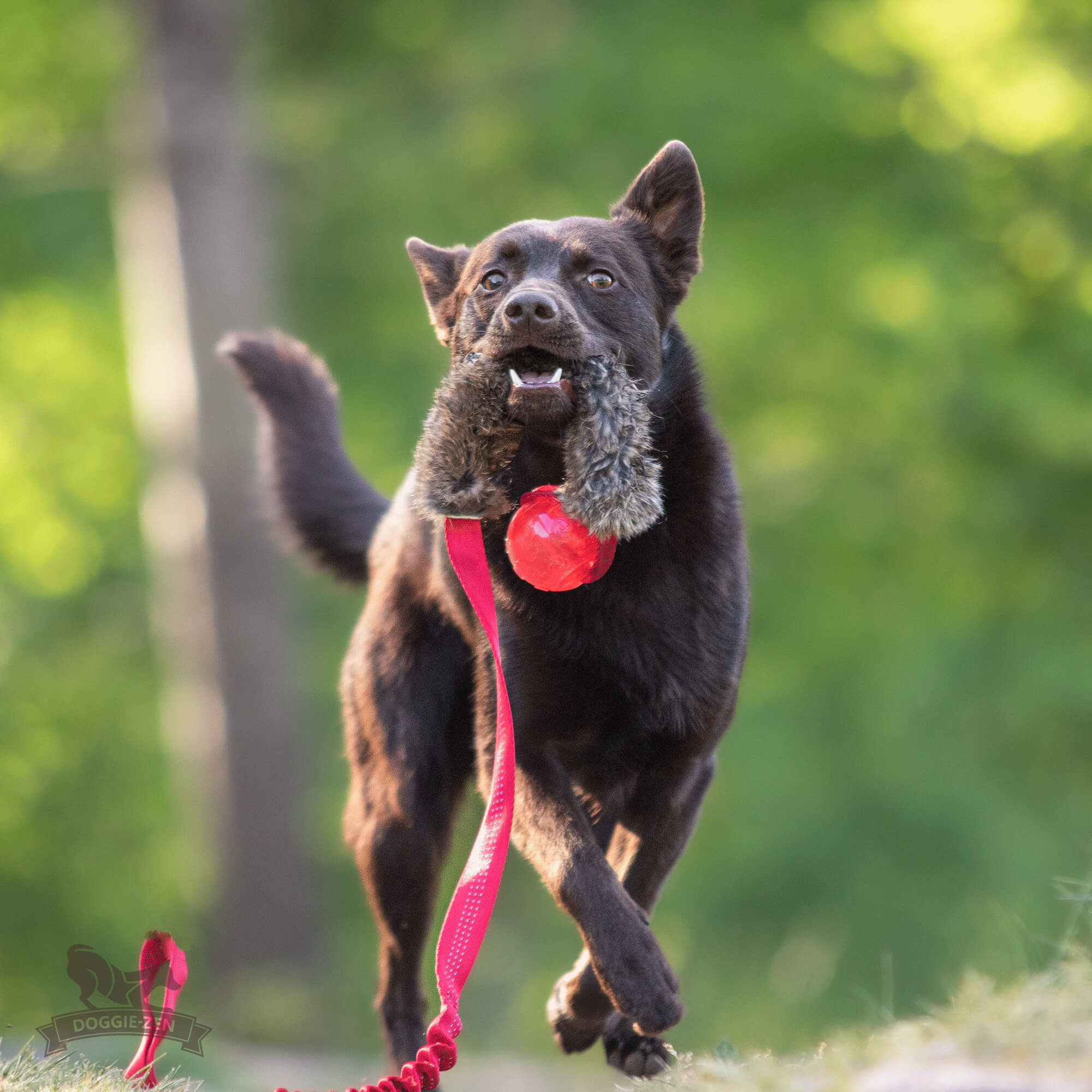 Bungee Rabbit Chaser Tug L with KONG Squeezz Ball - Doggie-Zen