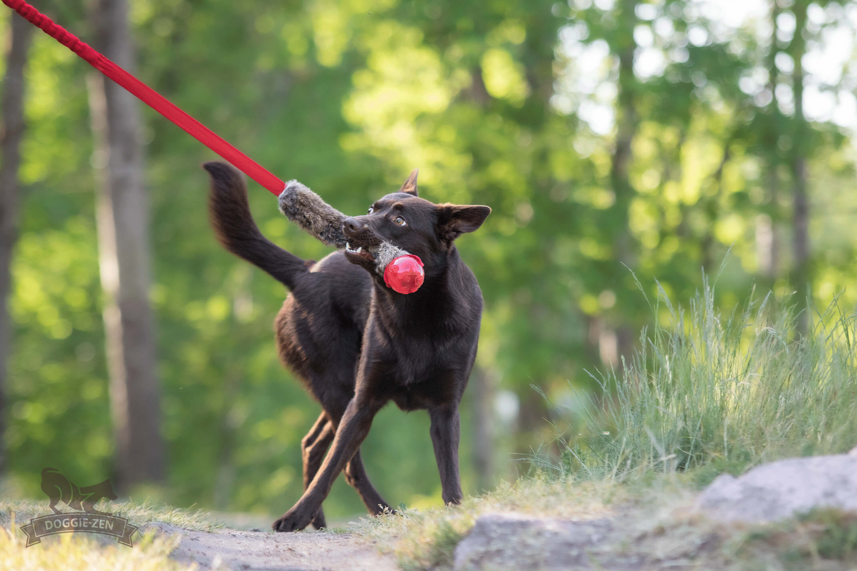 Bungee Rabbit Chaser Tug L with KONG Squeezz Ball - Doggie-Zen