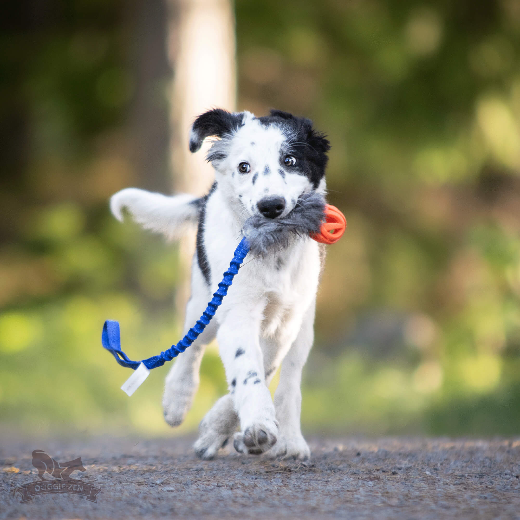 Bungee Rabbit Tug S with Chuckit Air - Doggie-Zen