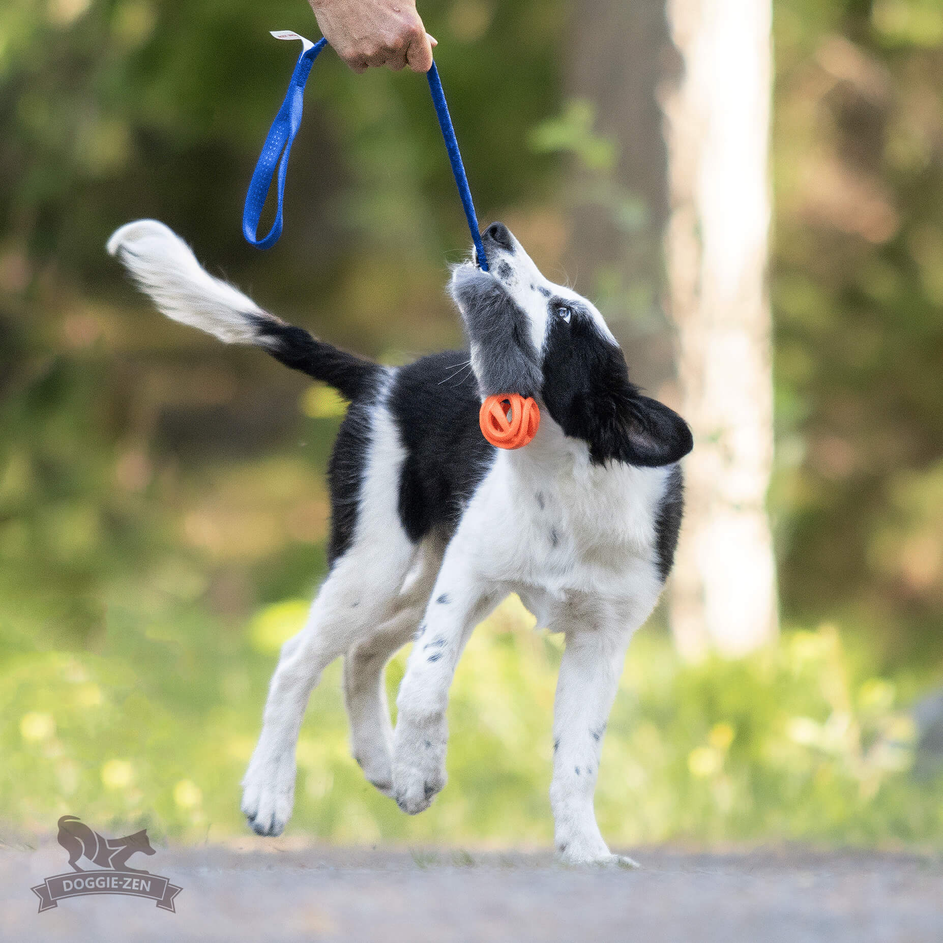 Bungee Rabbit Tug S with Chuckit Air - Doggie-Zen