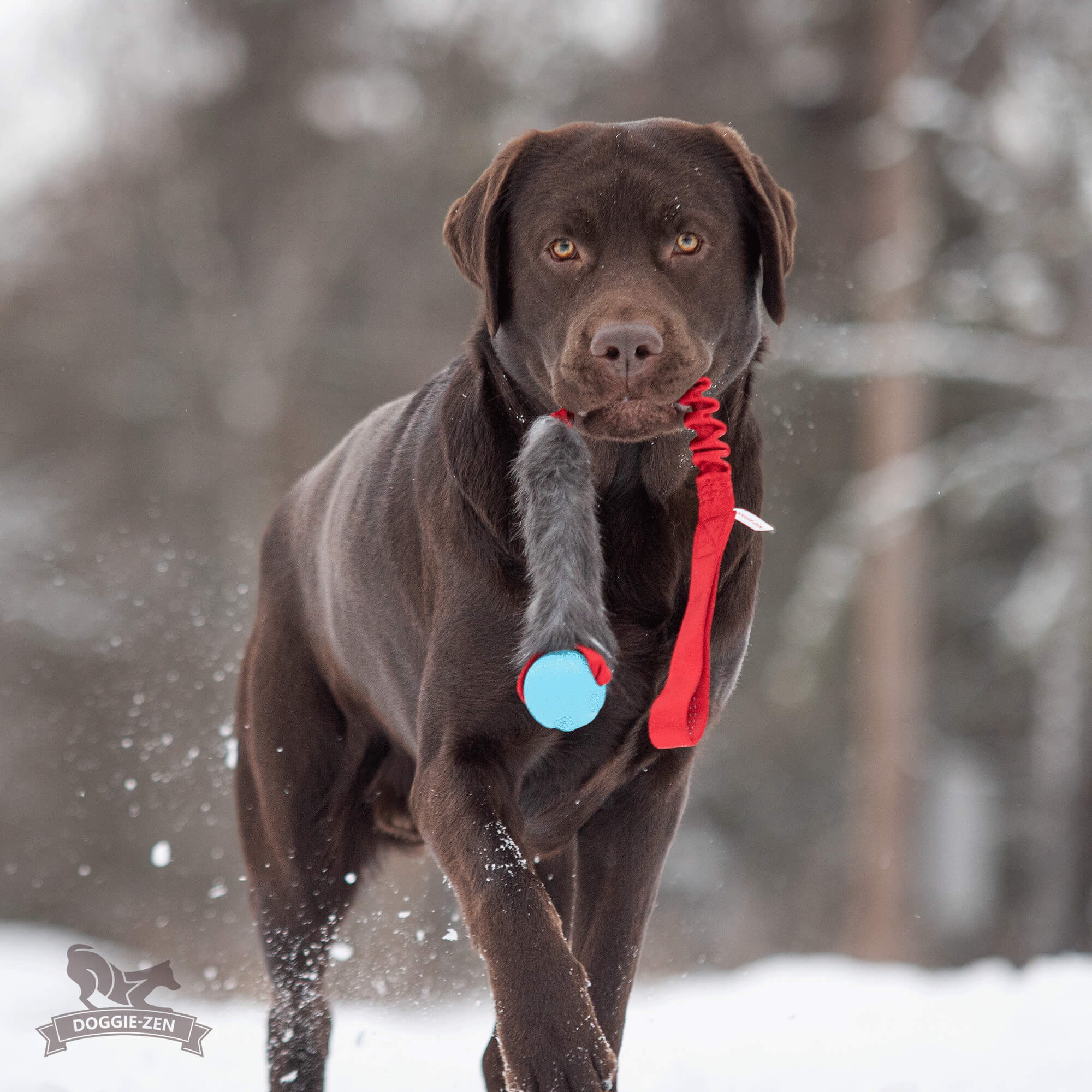 Bungee Rabbit Tug L with Chuckit - Doggie-Zen