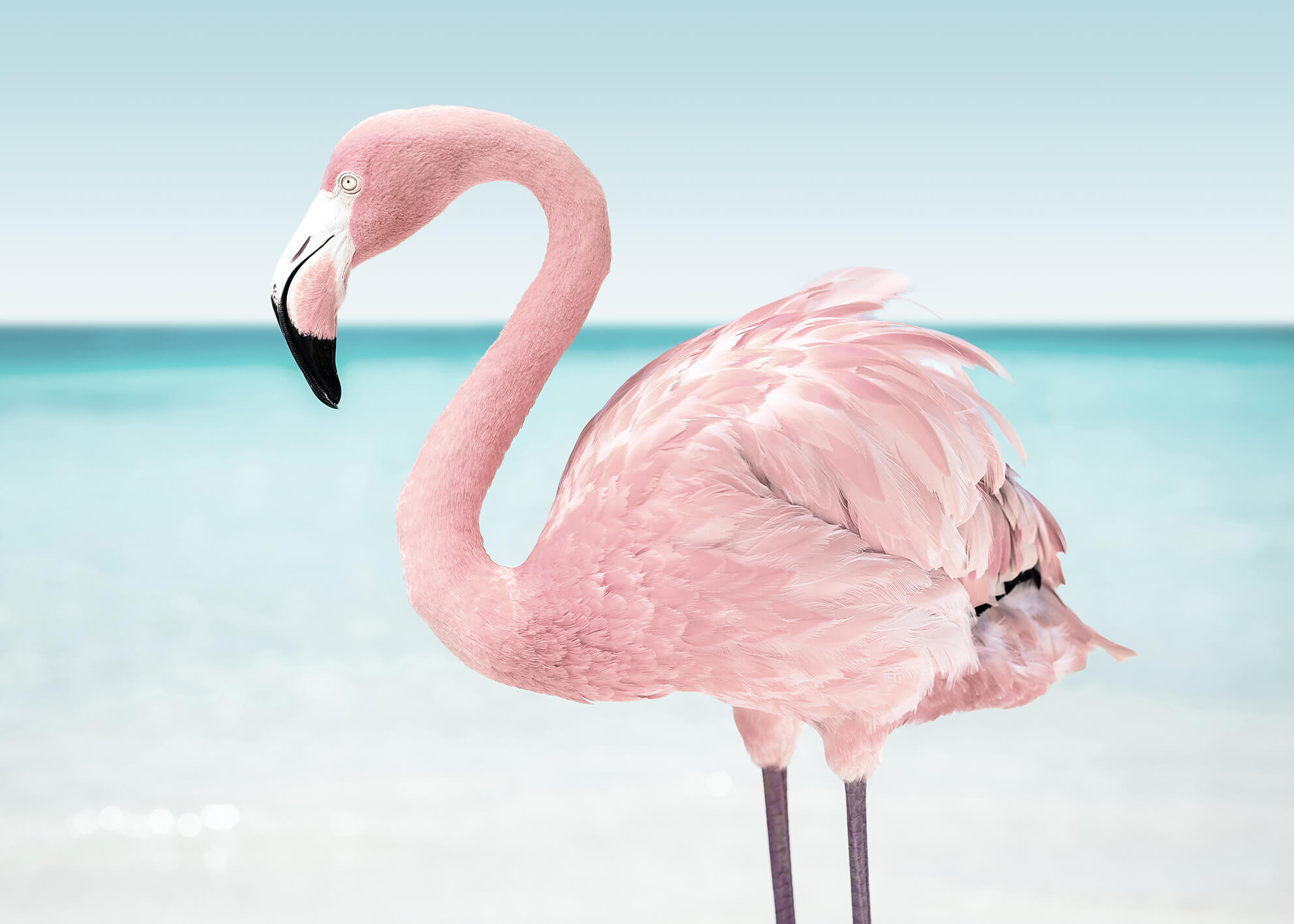 Canvasbutik.se - Canvastavla - Pink flamingo