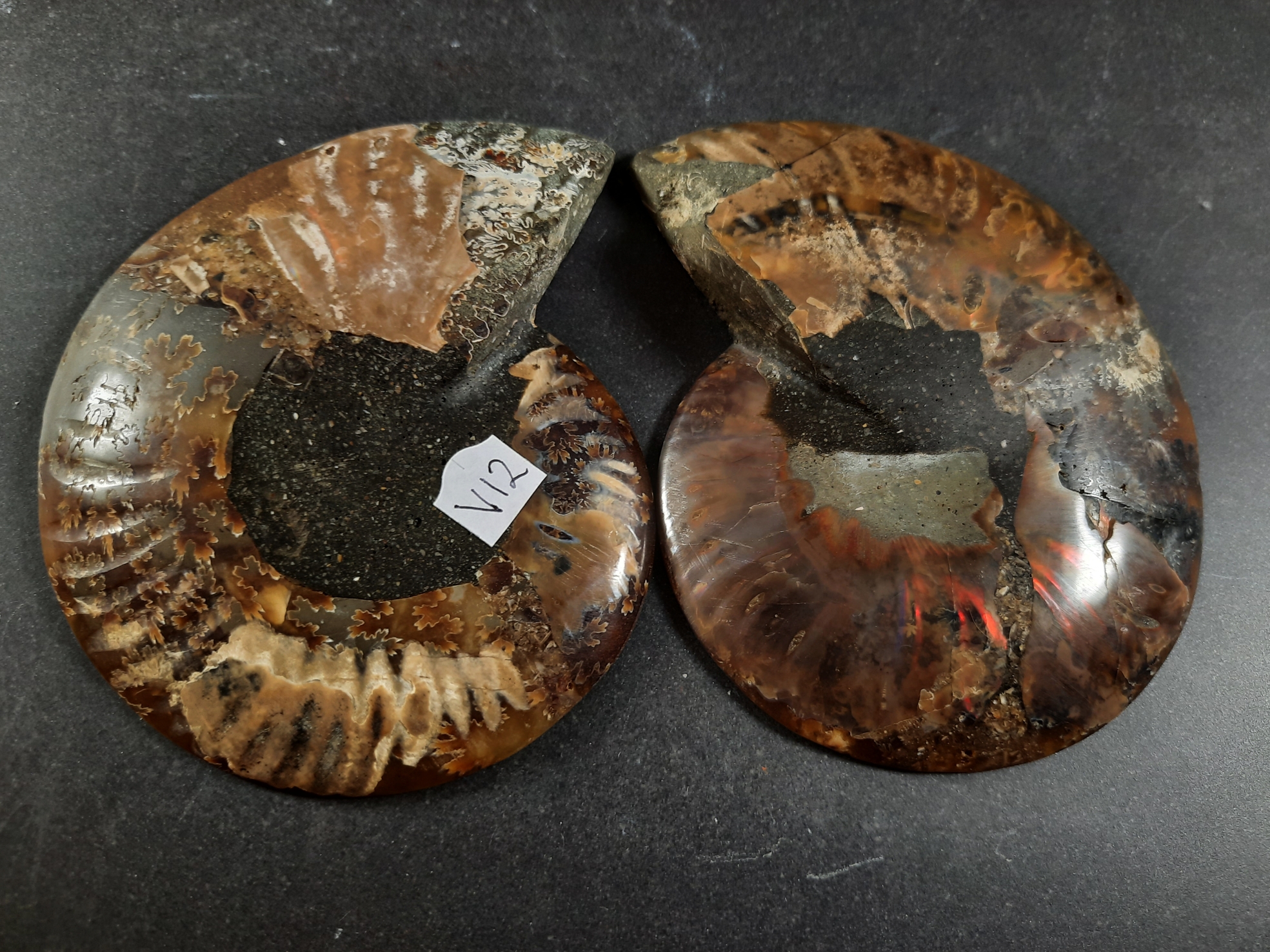 Stengarden.com - Polerat Ammonit par - V12