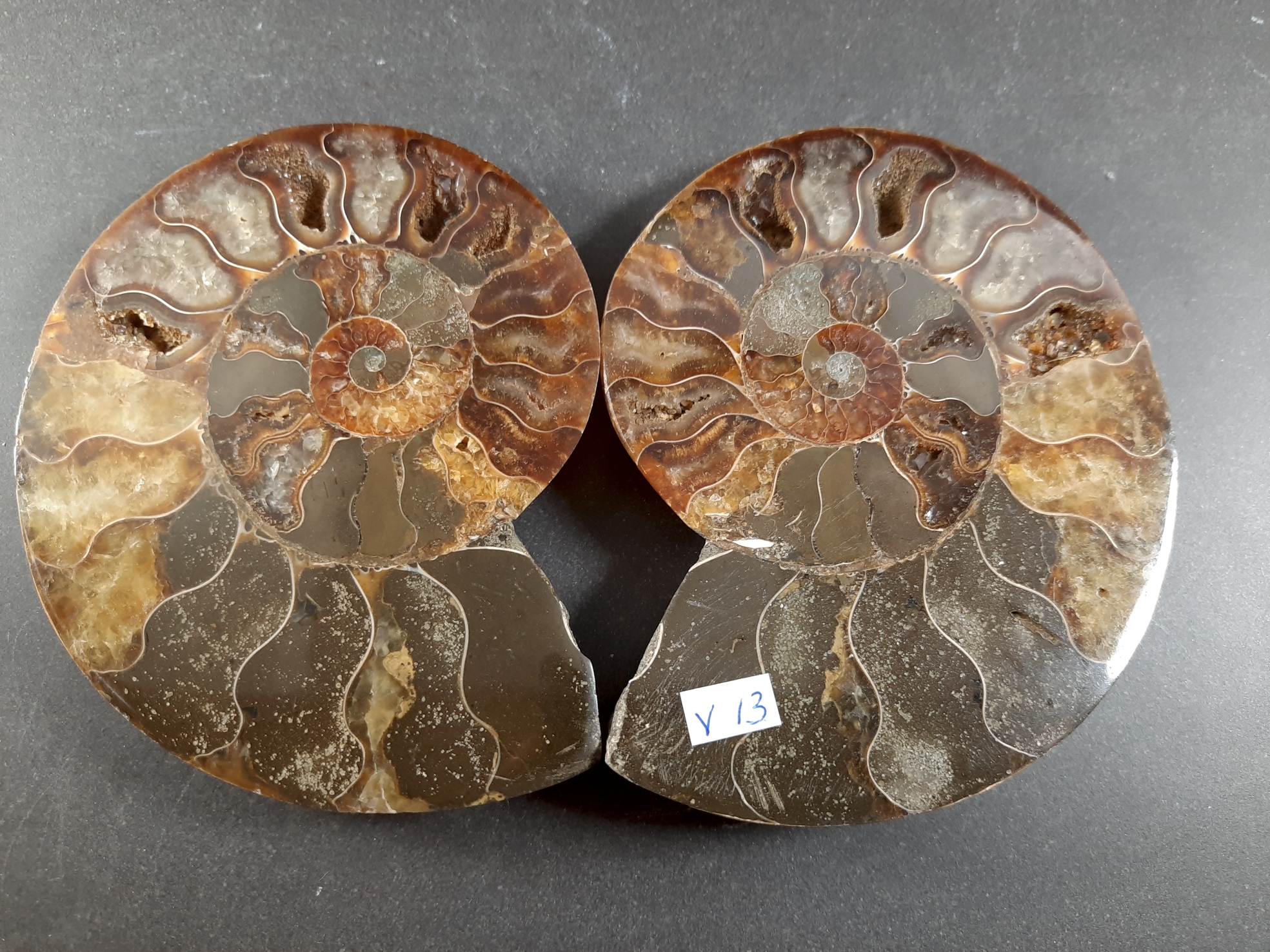 Stengarden.com - Polerat Ammonit par - V13