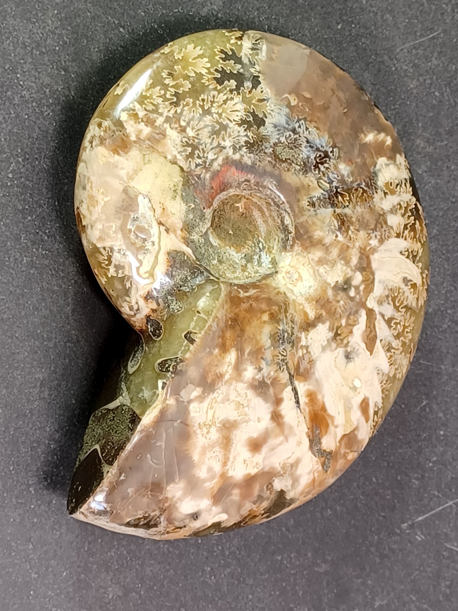 Stengarden.com - Polerad Ammonit - POLAM12