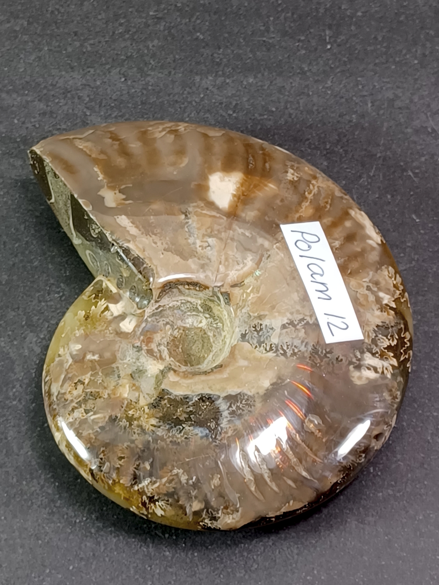 Stengarden.com - Polerad Ammonit - POLAM12