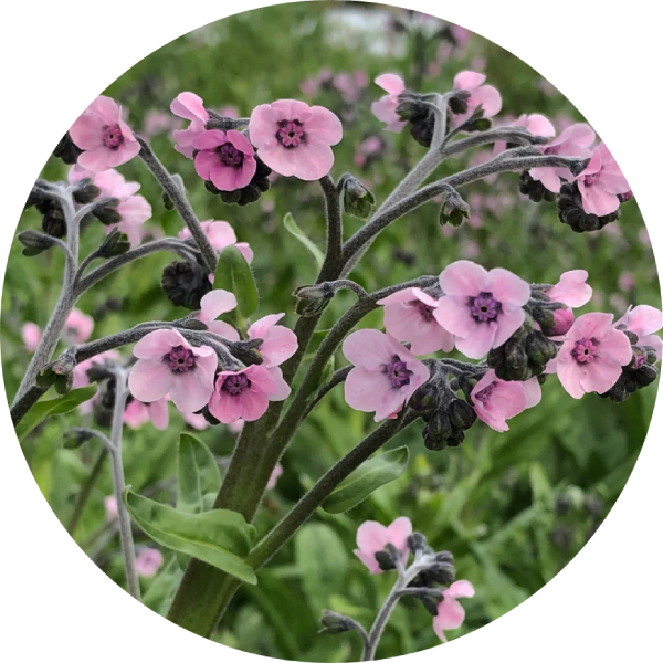 Kinesisk Förgätmigej - Mystic Pink - Fröbanken