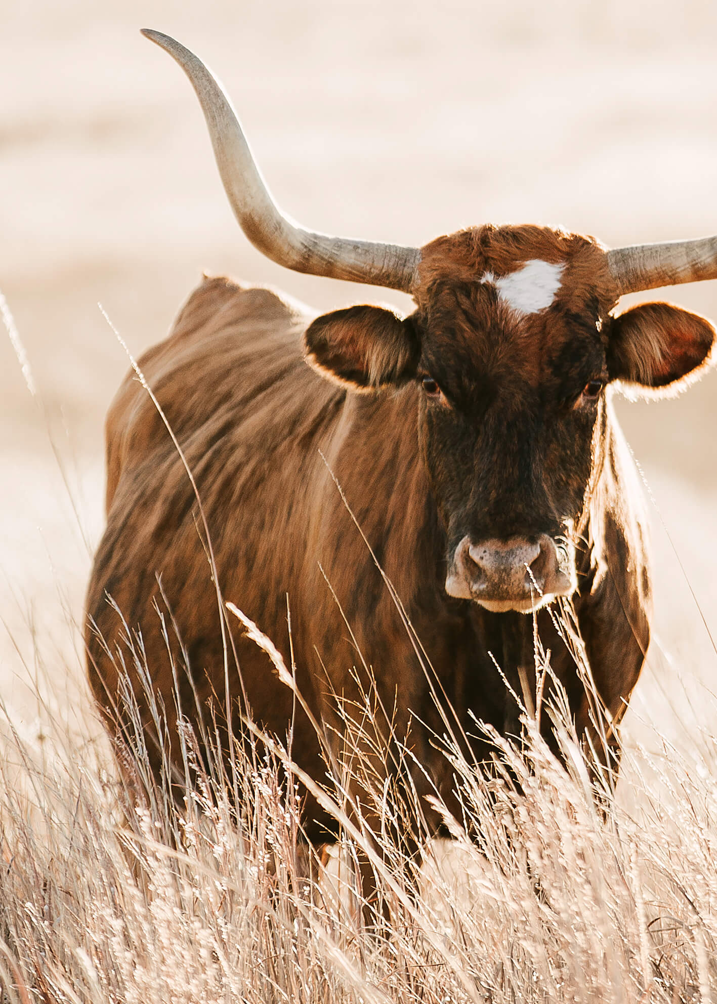 Photo Art with photography of Longhorn | Canvasbutik.com