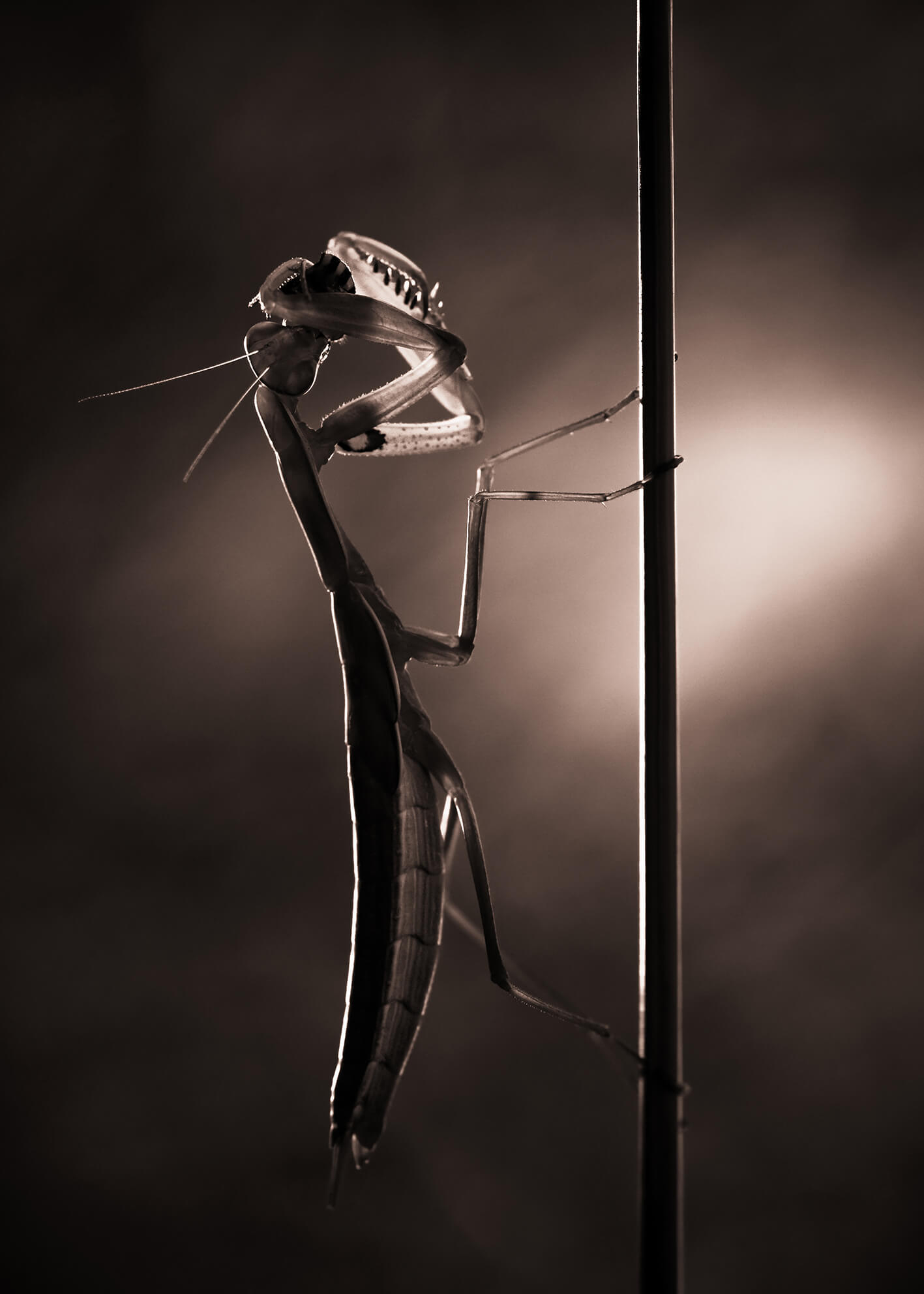 Photo Art - Mantis - | Canvasbutik.com