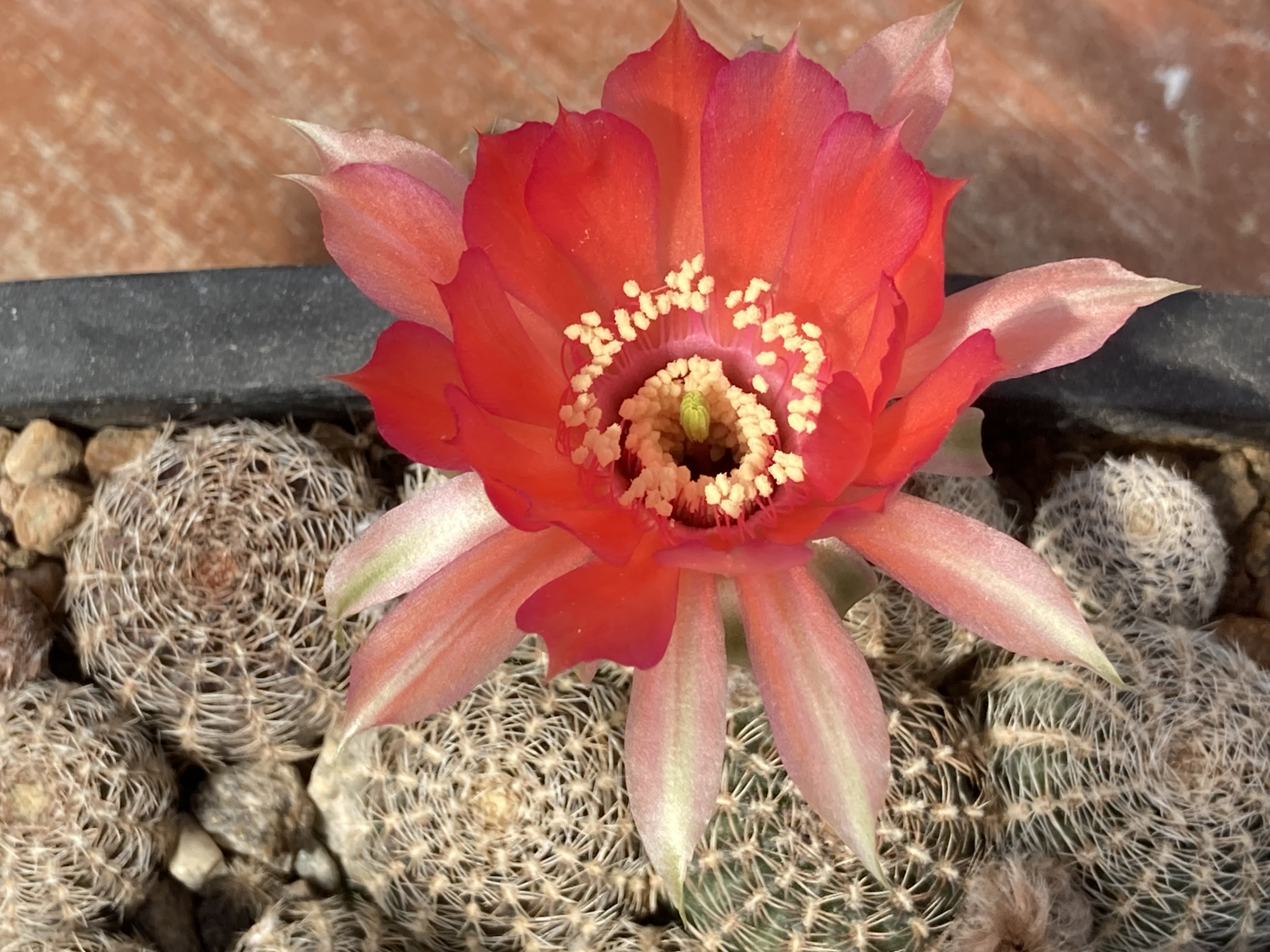 SuccSeed - [PLANT/PFLANZE] Lobivia hybrid rebutioides 'cabradai' x ...