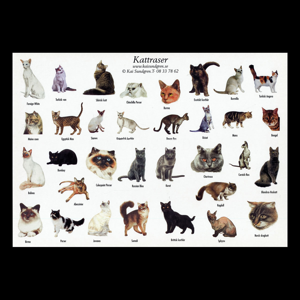 KATTRASER Vykort A4 No: 5 av 15 - TEMABILDER - NEWOLDSWEDEN.se
