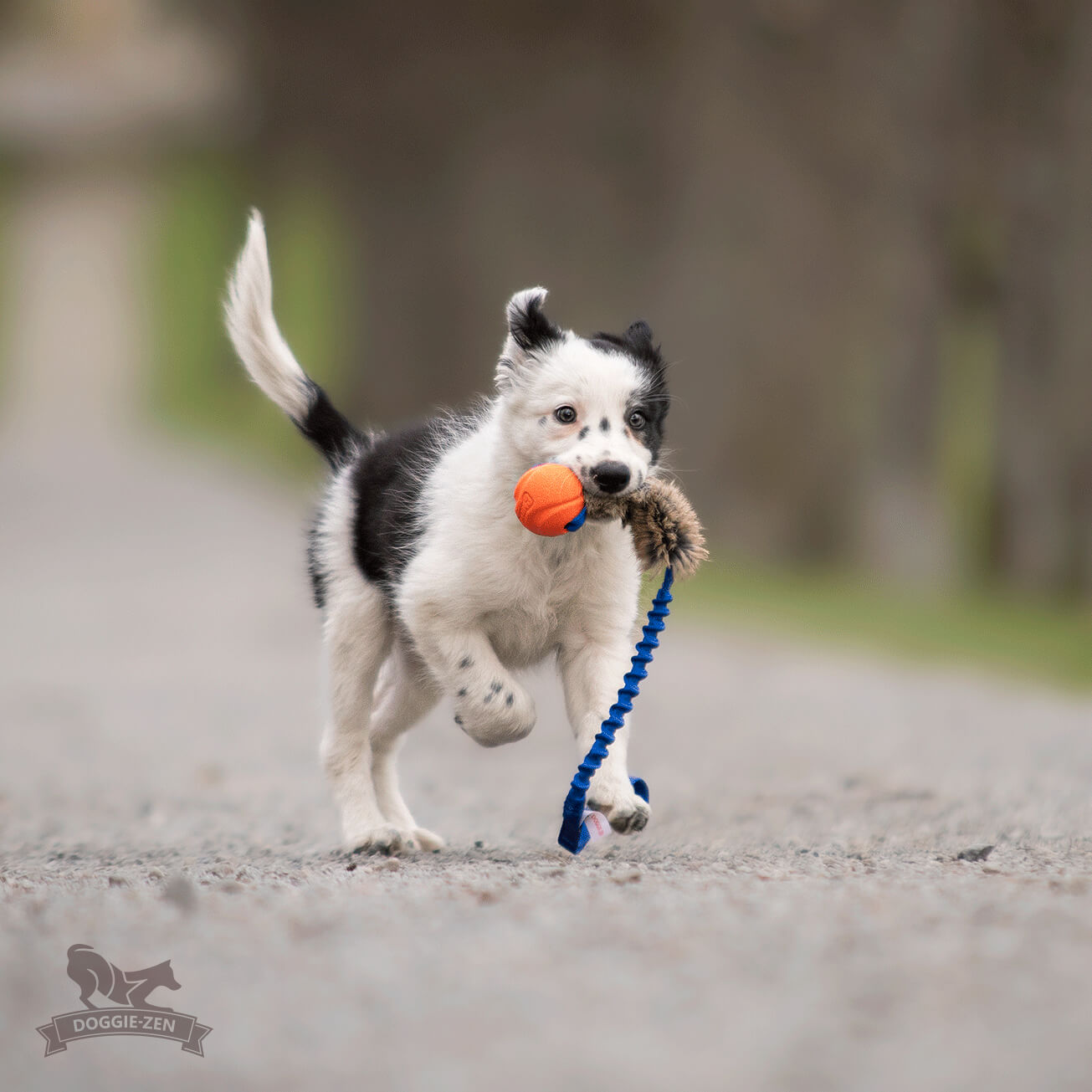 Bungee Rabbit Tug S with Chuckit - Doggie-Zen