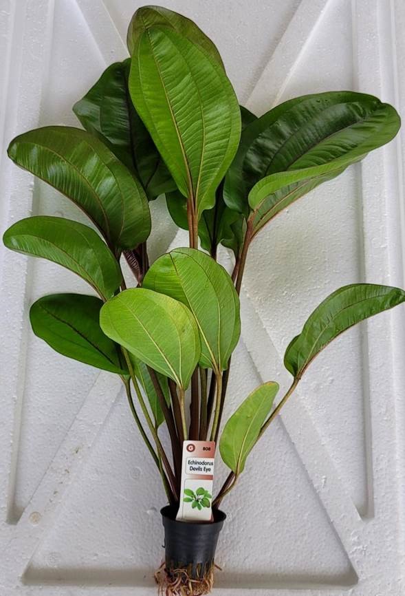 Echinodorus Devils Eye - AQUAVIRI