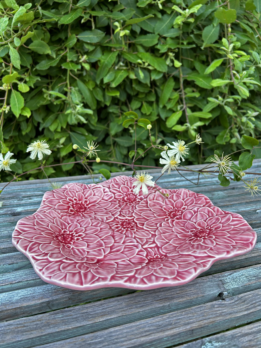 Vita Ranunkler - Fat - Dahlia