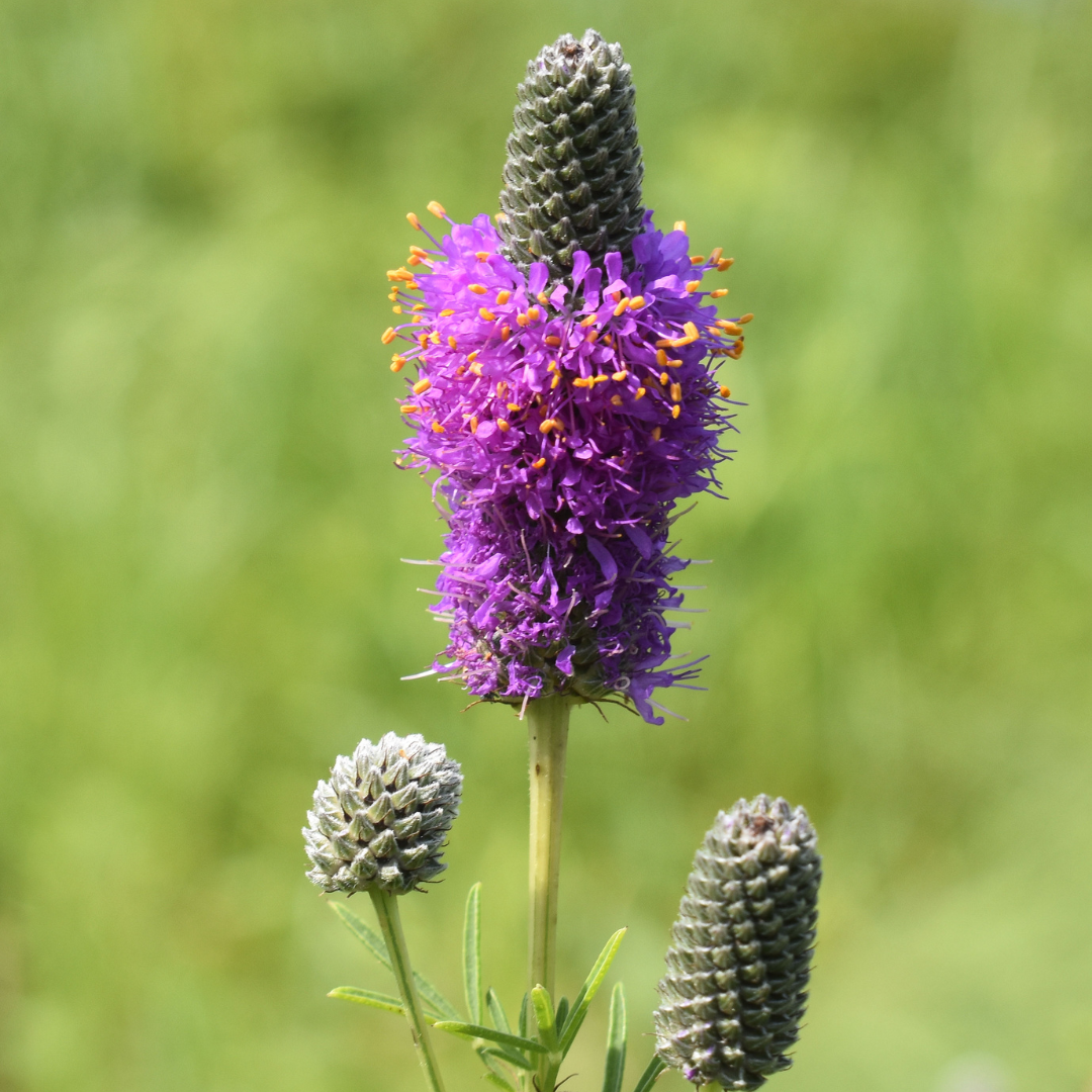 Lila Prärieklöver - Kaneb - Kulturarv - Fröbanken