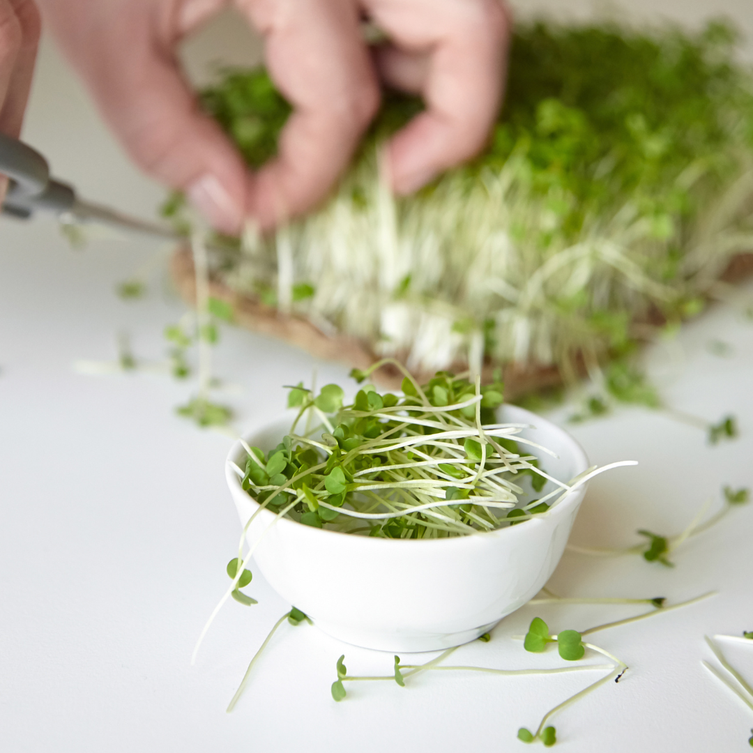 Microgreen - White Pak Choi - Fröbanken