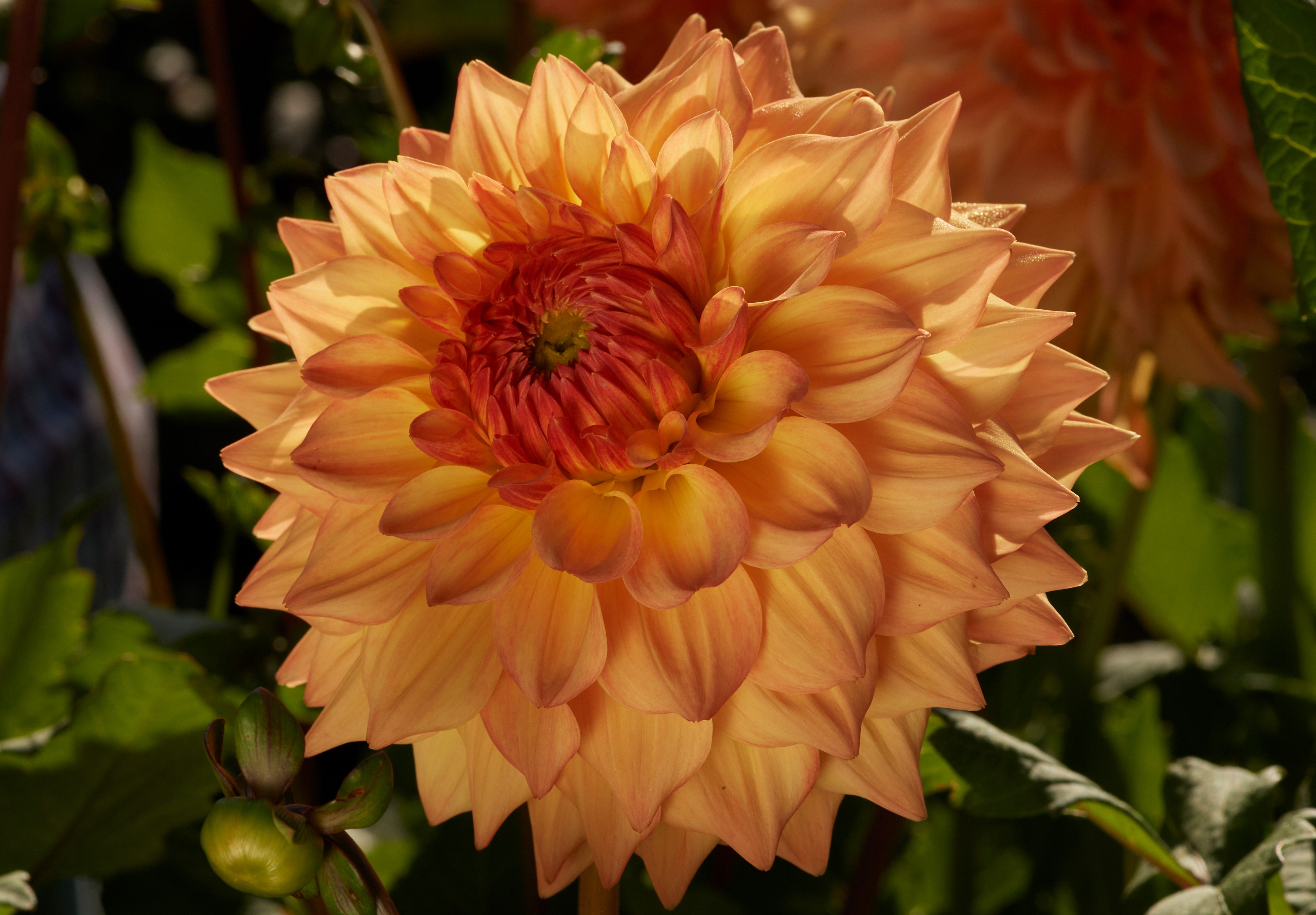 Sävar fröplant - Dahlia Chicken Legs Hapet Peachy Dekorativ