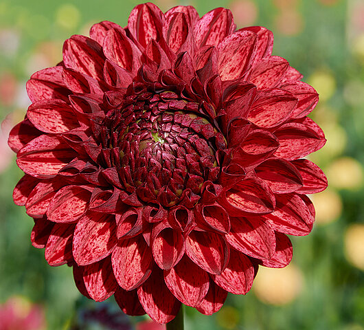 Sävar fröplant - Dahlia Rotad Stickling Hapet Amorous Boll