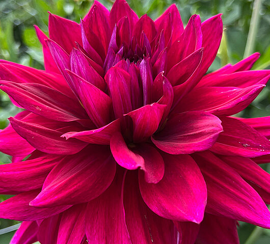 Sävar fröplant - Dahlia Chicken Legs Hapet Emperor