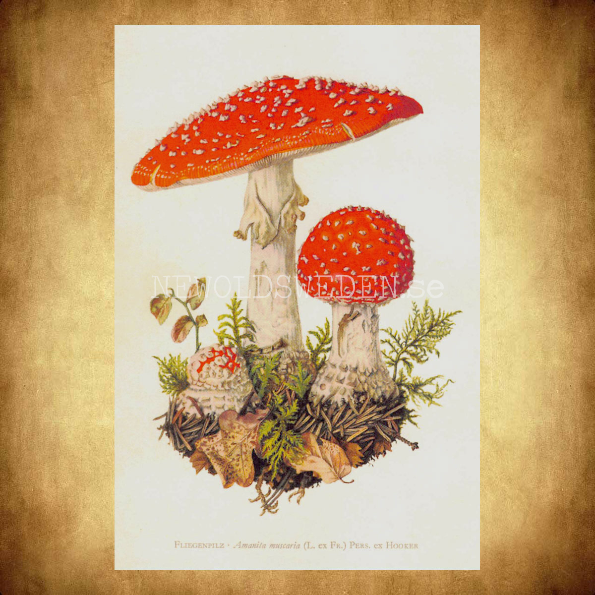 Röd flugsvamp Vintage Vykort - 500 - NEWOLDSWEDEN.se