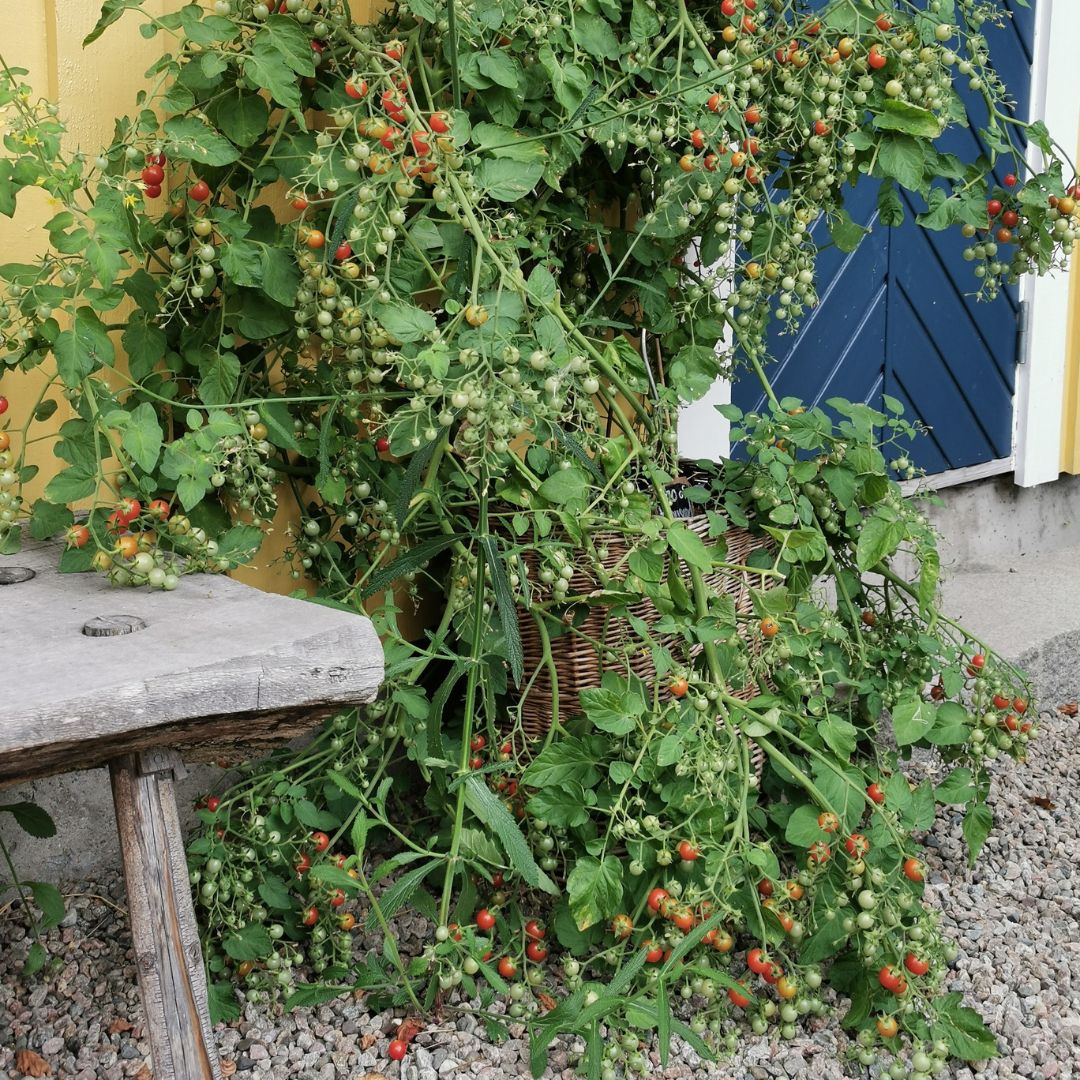 Busktomat - Cherry Cascade (Hundreds and Thousands - 100/1000) - Fröbanken