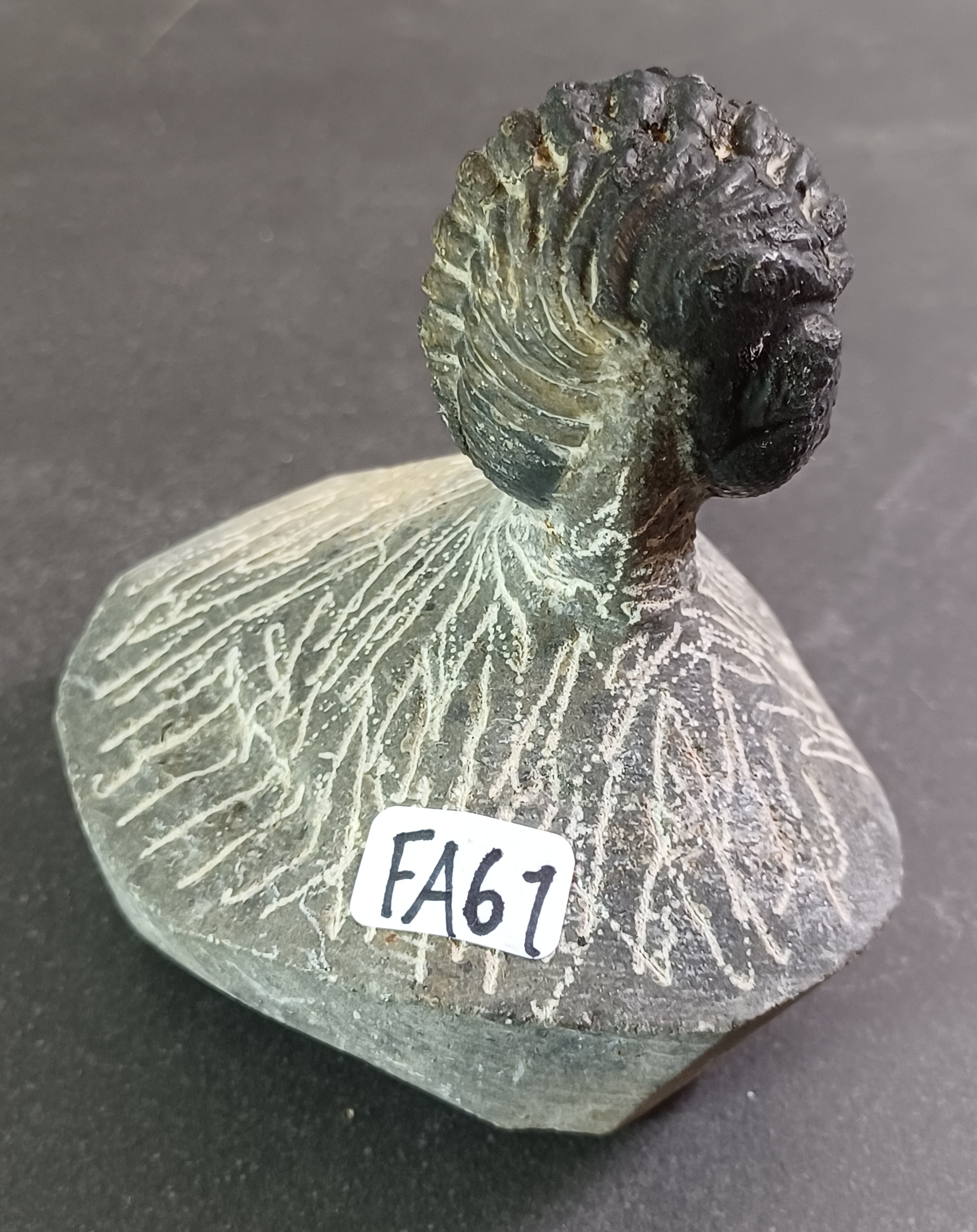 Stengarden.com - Trilobit Fossil i Grundsten - FA61-67