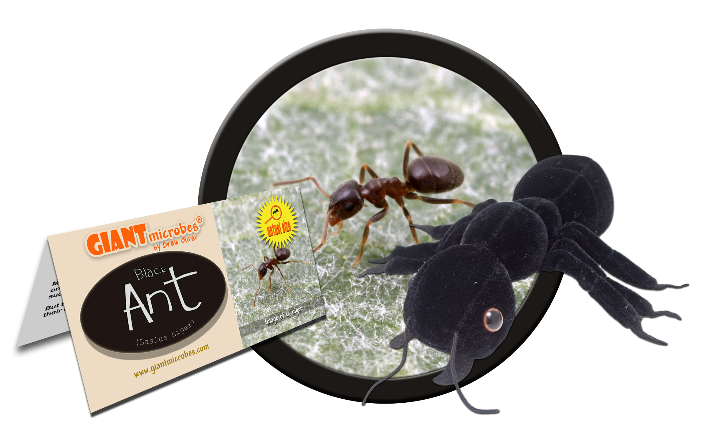 Black Ant - Giant Microbes - Kalikå