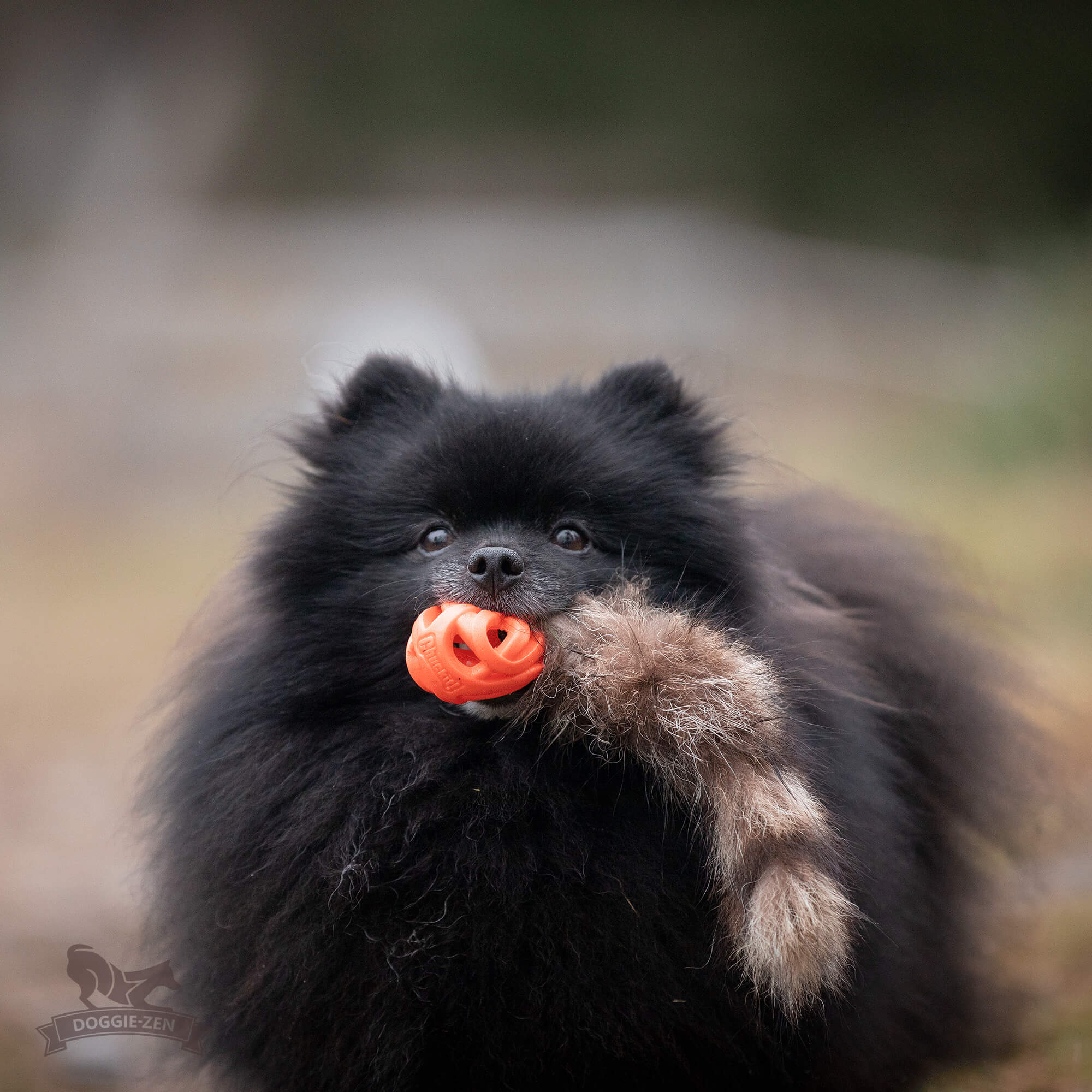 Raccoon Tail S with Chuckit Air - Doggie-Zen