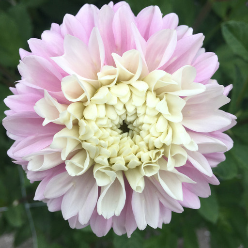 Sävar fröplant - Dahlia Mamma Fluffles " öppet pollinerade 5 frön