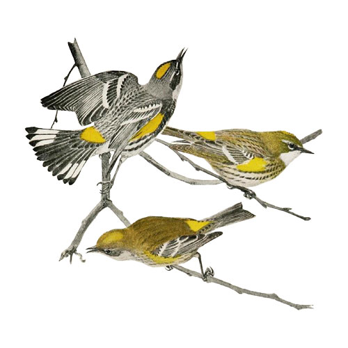 Yellow-rumped Warbler - Wildlife Garden Online