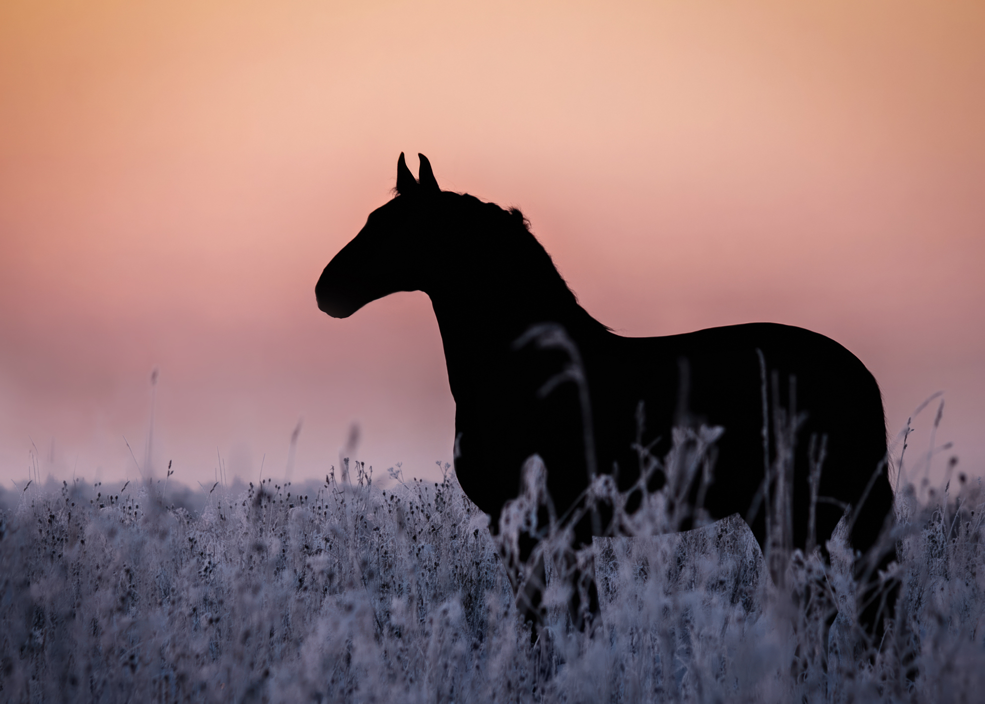 Lerretsbilde - Sunset Gallop - | Canvasbutik.no