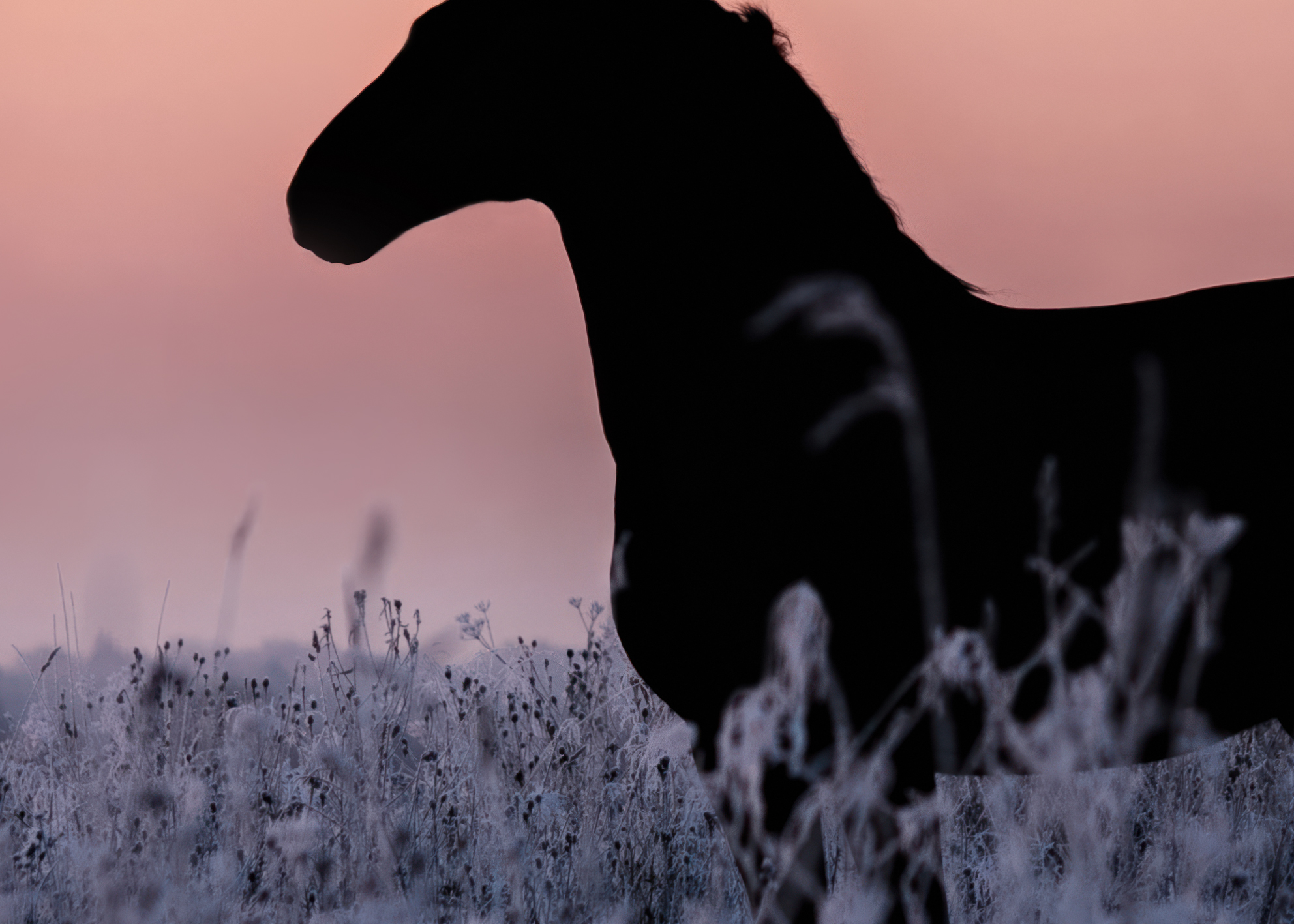 Lerretsbilde - Sunset Gallop - | Canvasbutik.no