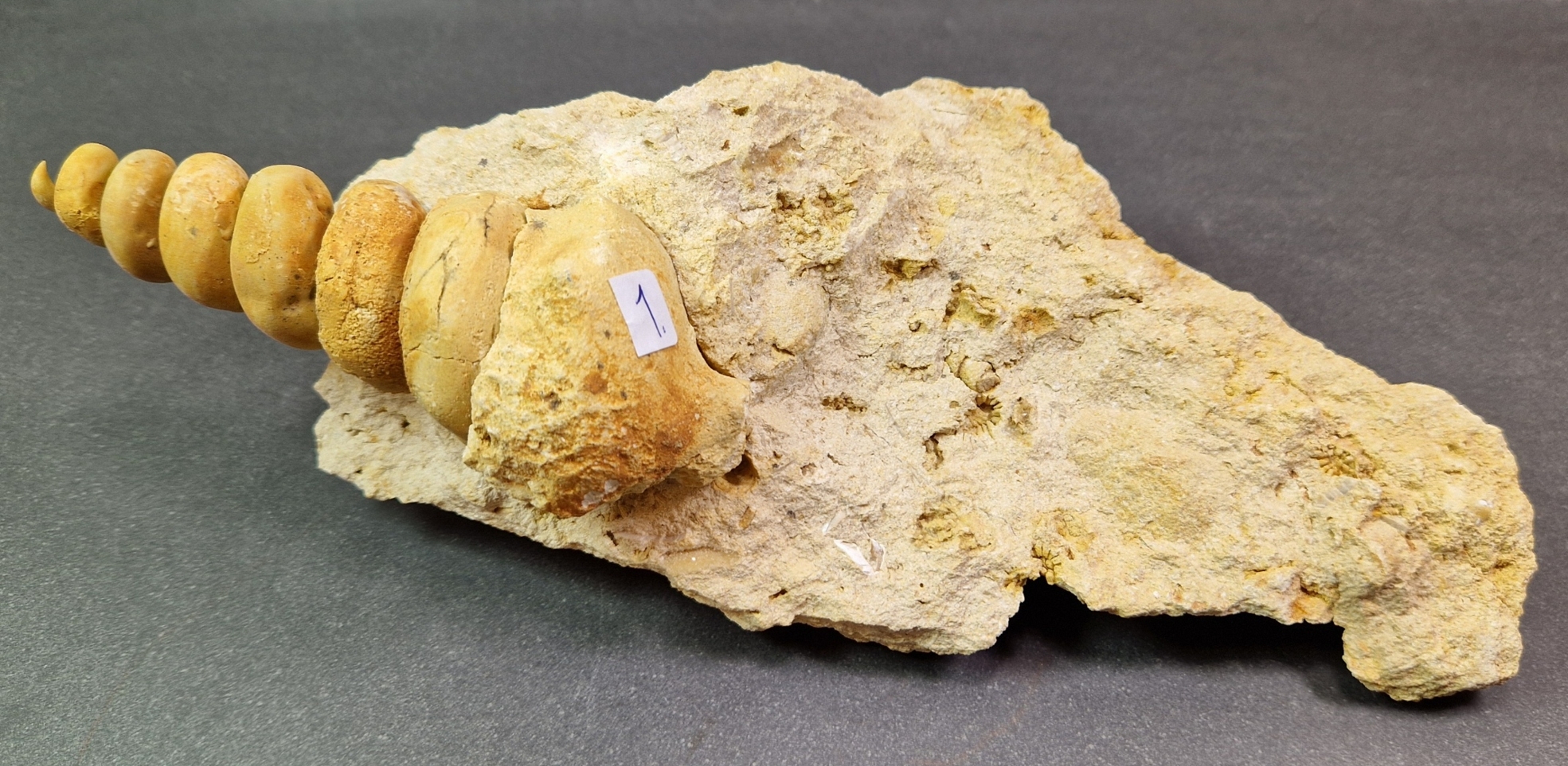 Stengarden.com - Fossil Turritella communis