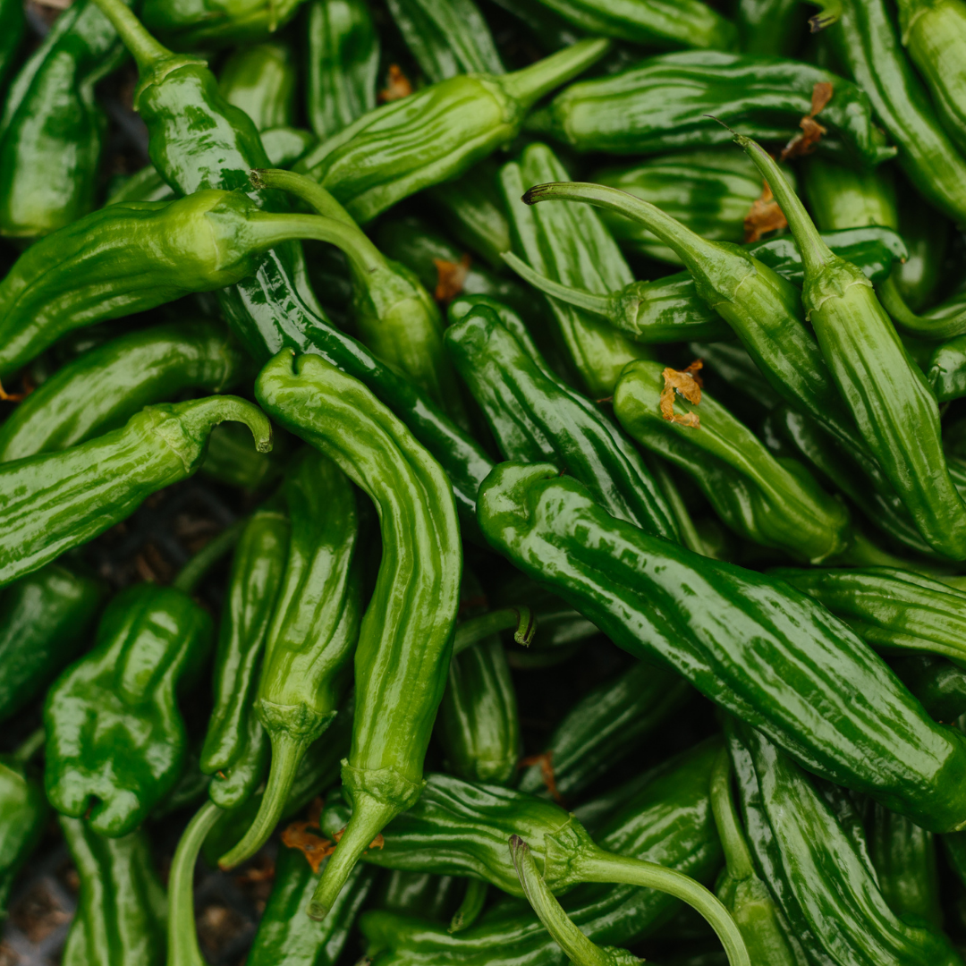 Ekologisk Chili - Shishito - Fefferoni - Fröbanken