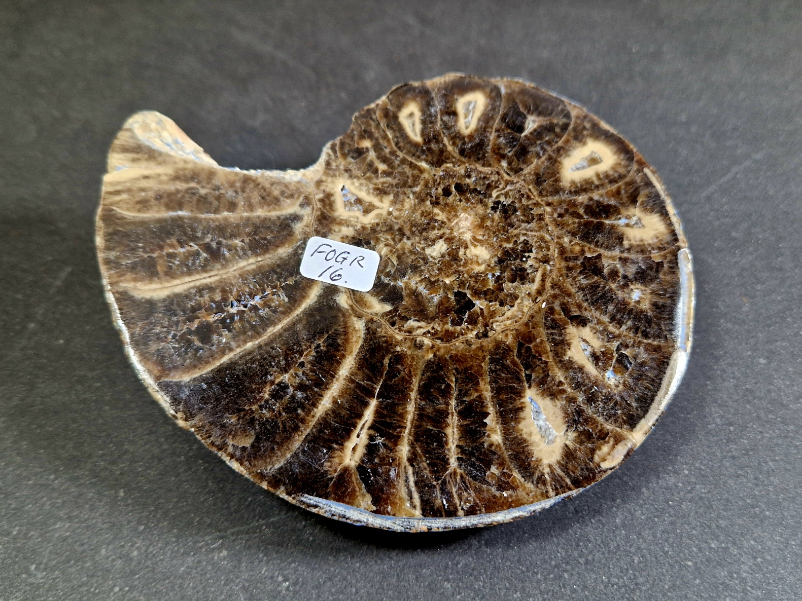 Stengarden.com - Polerad Ammonit