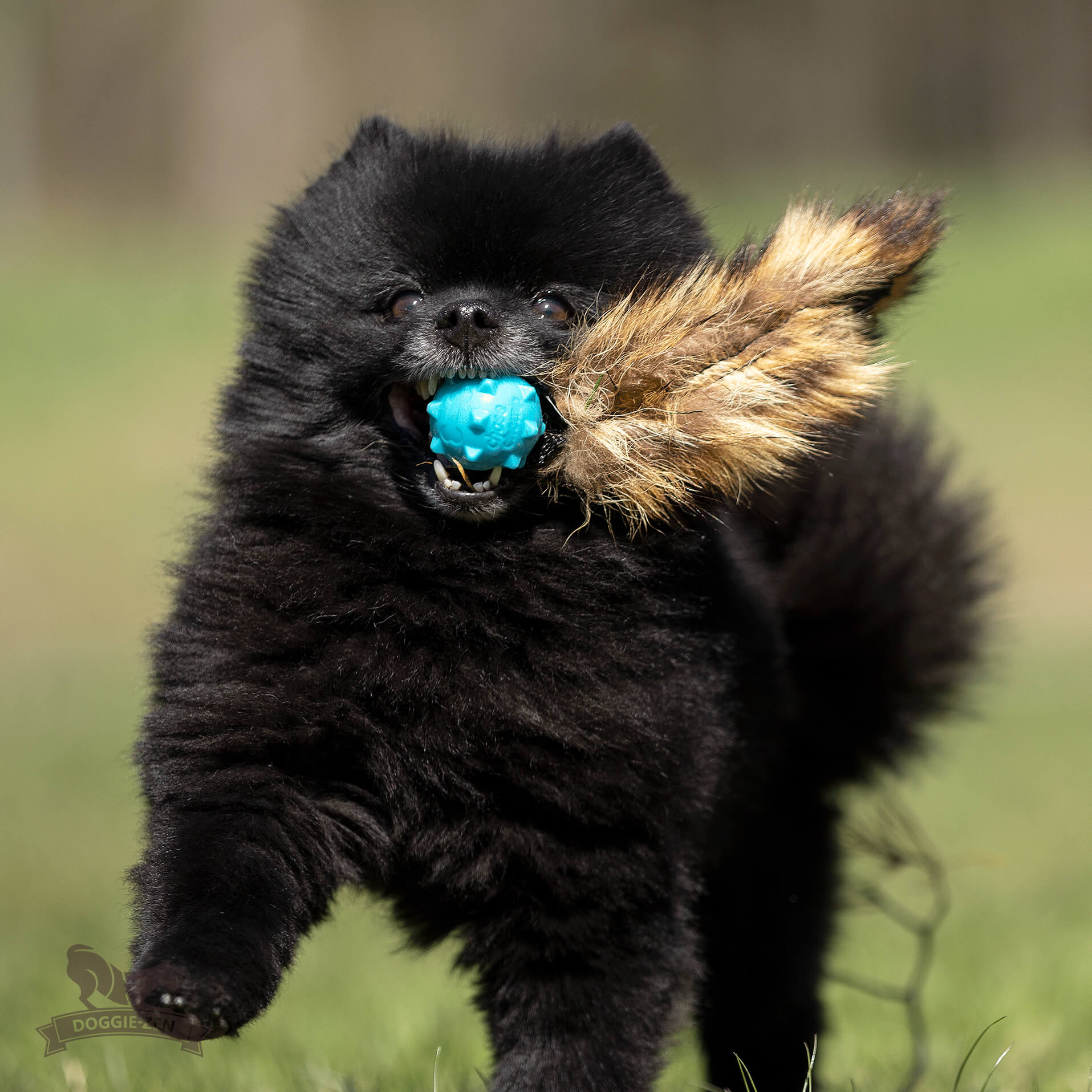 Raccoon Tail S with Amazing Squeaker Knobble Ball - Doggie-Zen