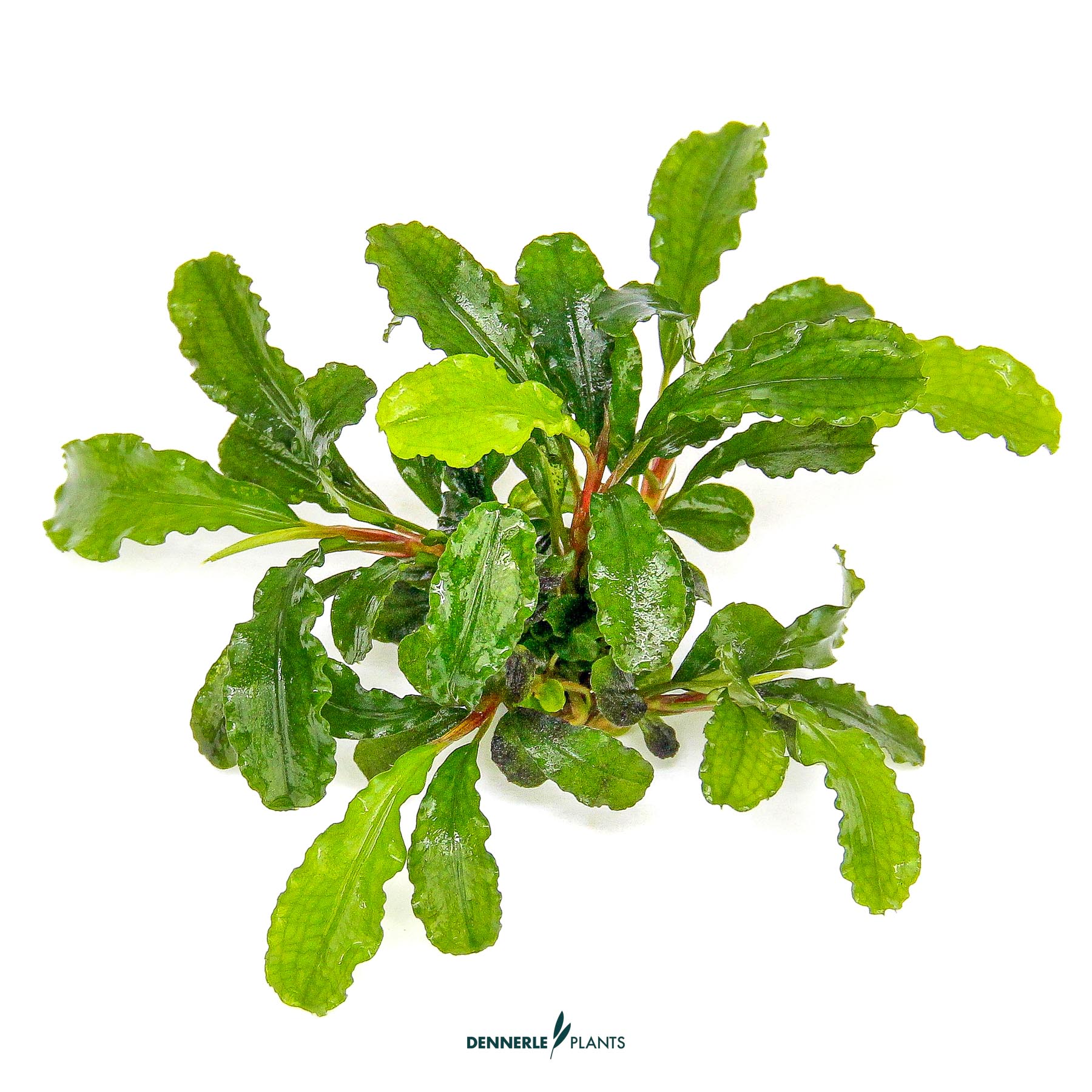 Dennerle Plants Bucephalandra Pygmaea 'Bukit Kelam' In-Vitro (Plantit ...