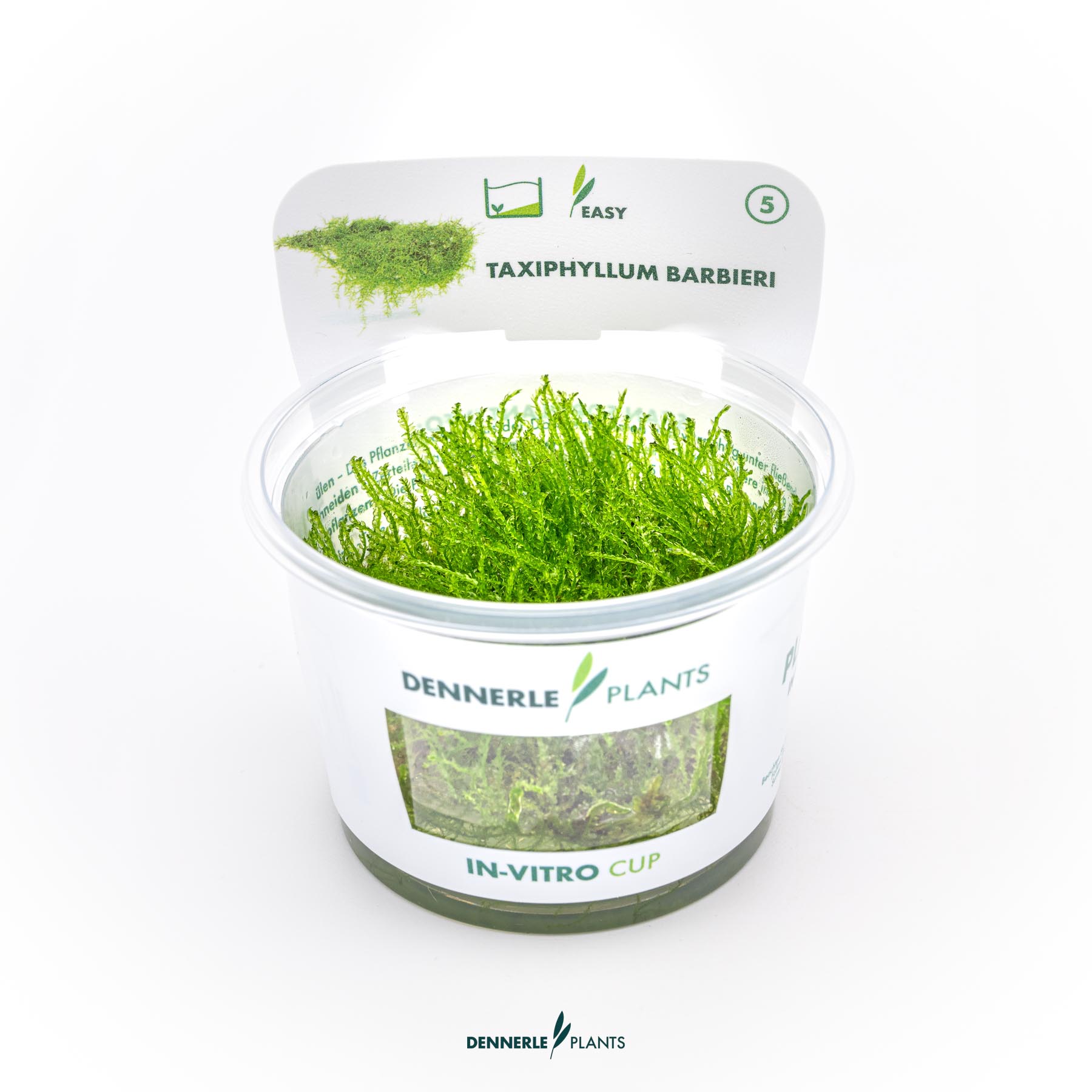 Dennerle Plants Taxiphyllum Barbieri 'Java Moss' In-Vitro (Plantit ...