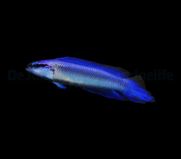 Pseudochromis Indigo (reef safe) - Företagsakvarium