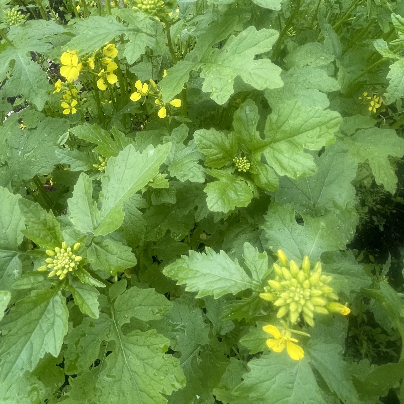 Senap 'Vitsenap' - Fröskafferiet