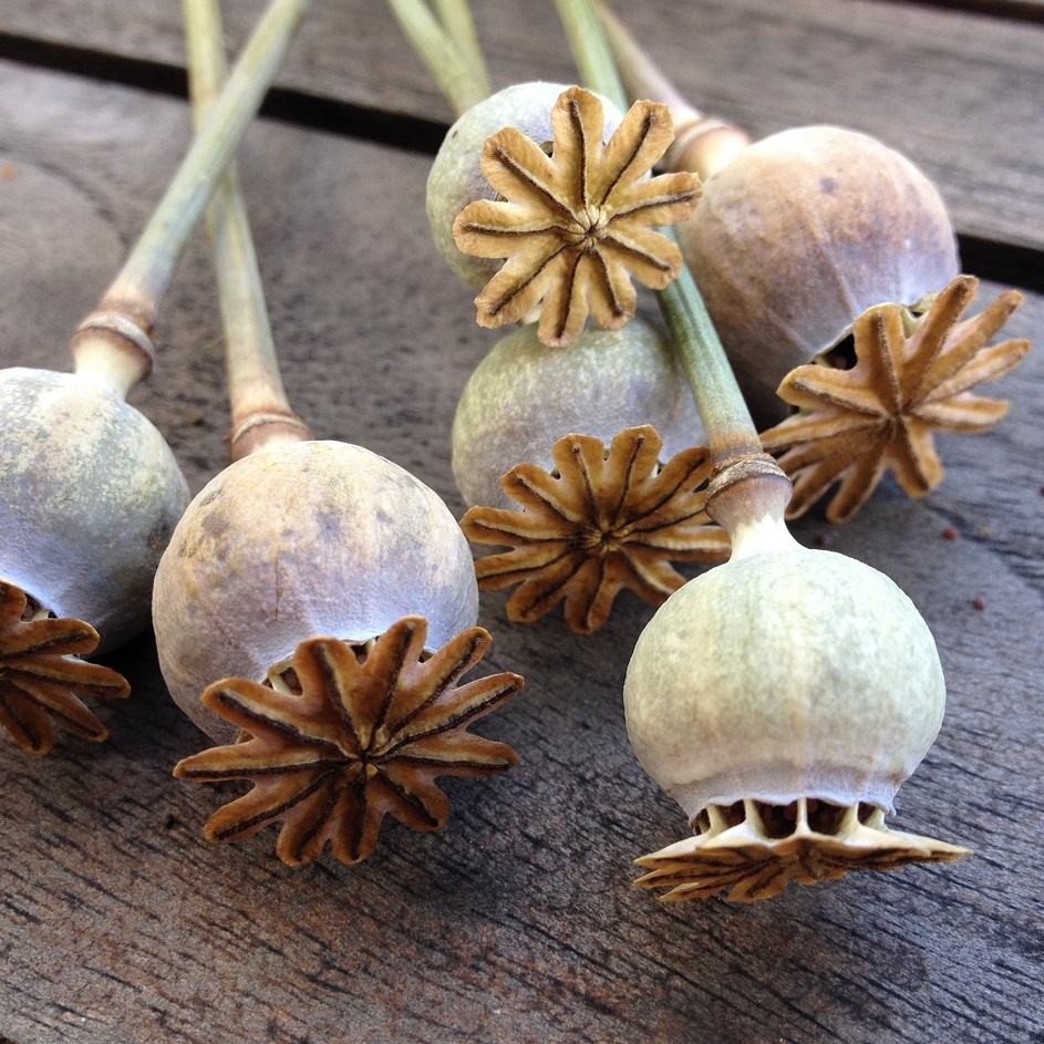 Vallmo 'Bowling Ball' - Fröskafferiet