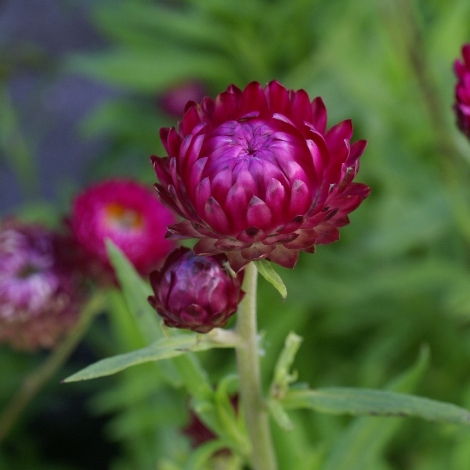 Eternell 'Purple' - Fröskafferiet