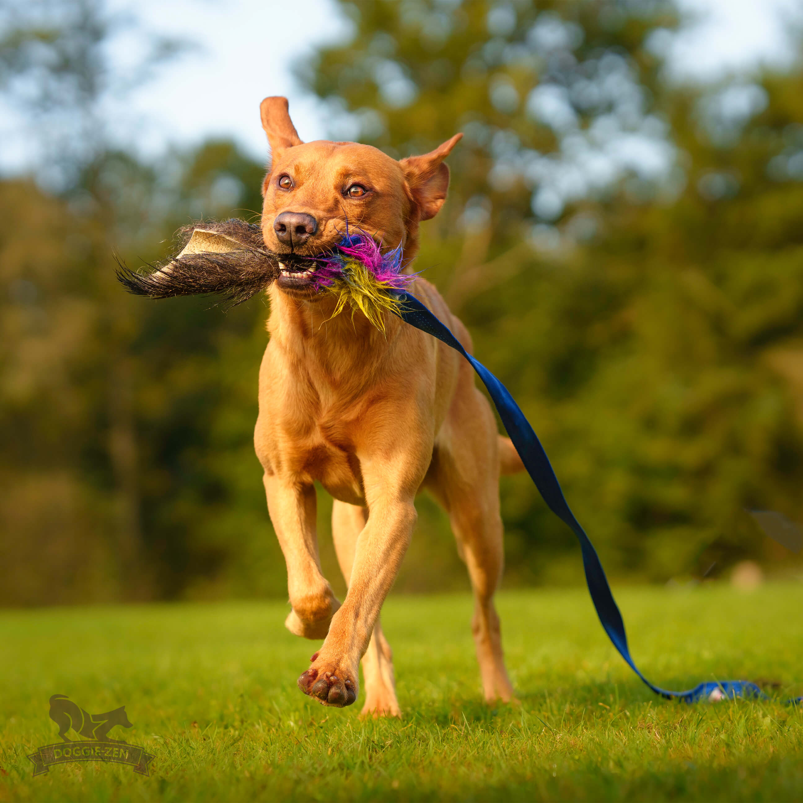 Wild Boar Chaser Tug L - Doggie-Zen