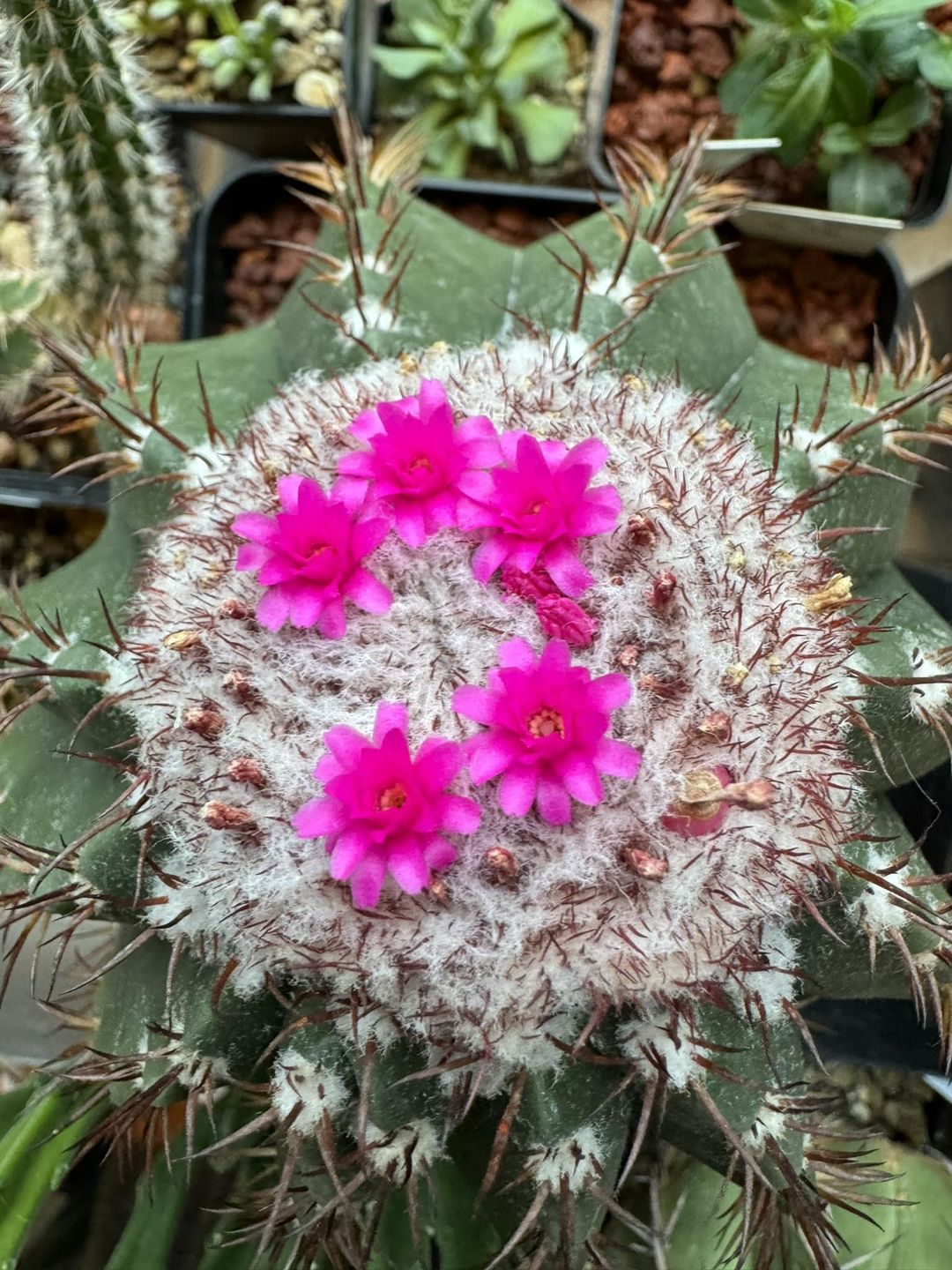 SuccSeed - Melocactus braunii Br 1730