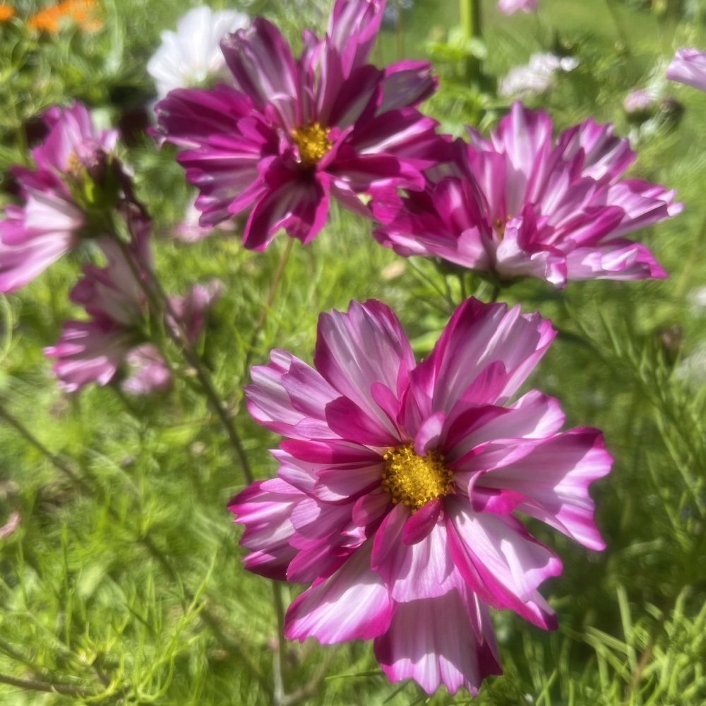 Rosenskära 'Double Click Bicolour Violet' - Fröskafferiet